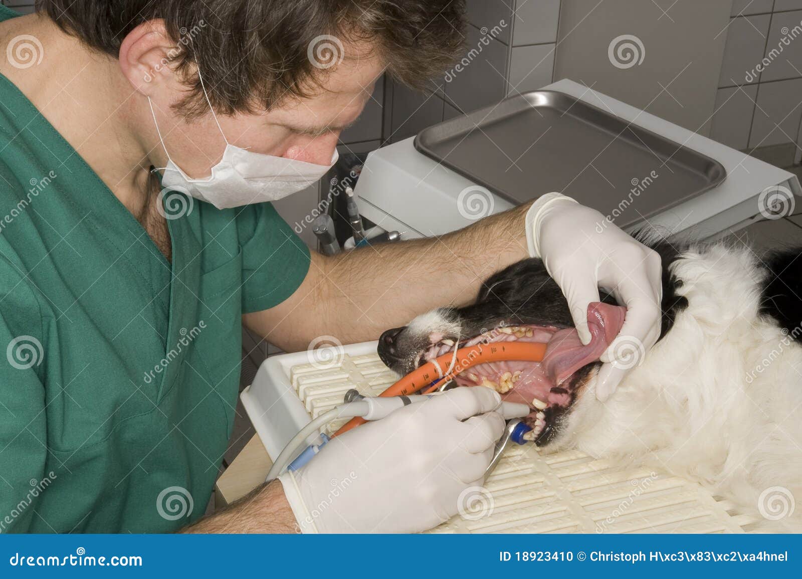 Veterinary stock photo. Image of medicine, animal, dentist - 18923410
