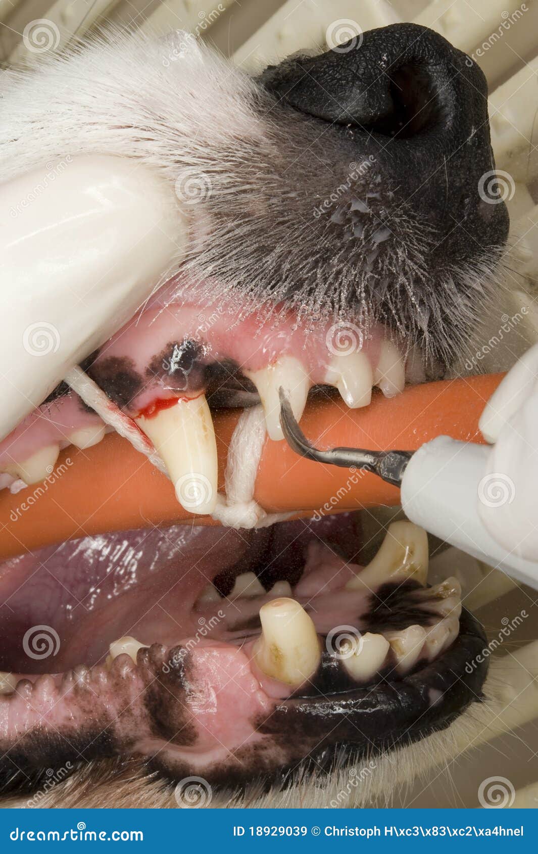 Veterinary stock image. Image of calculus, teeth, animal - 18929039