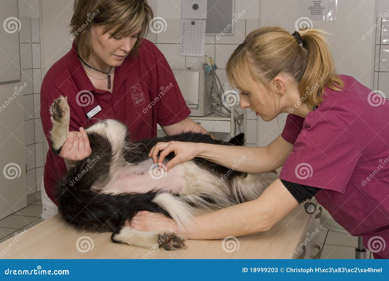 Veterinary stock image. Image of veterinary, occupation - 18999203