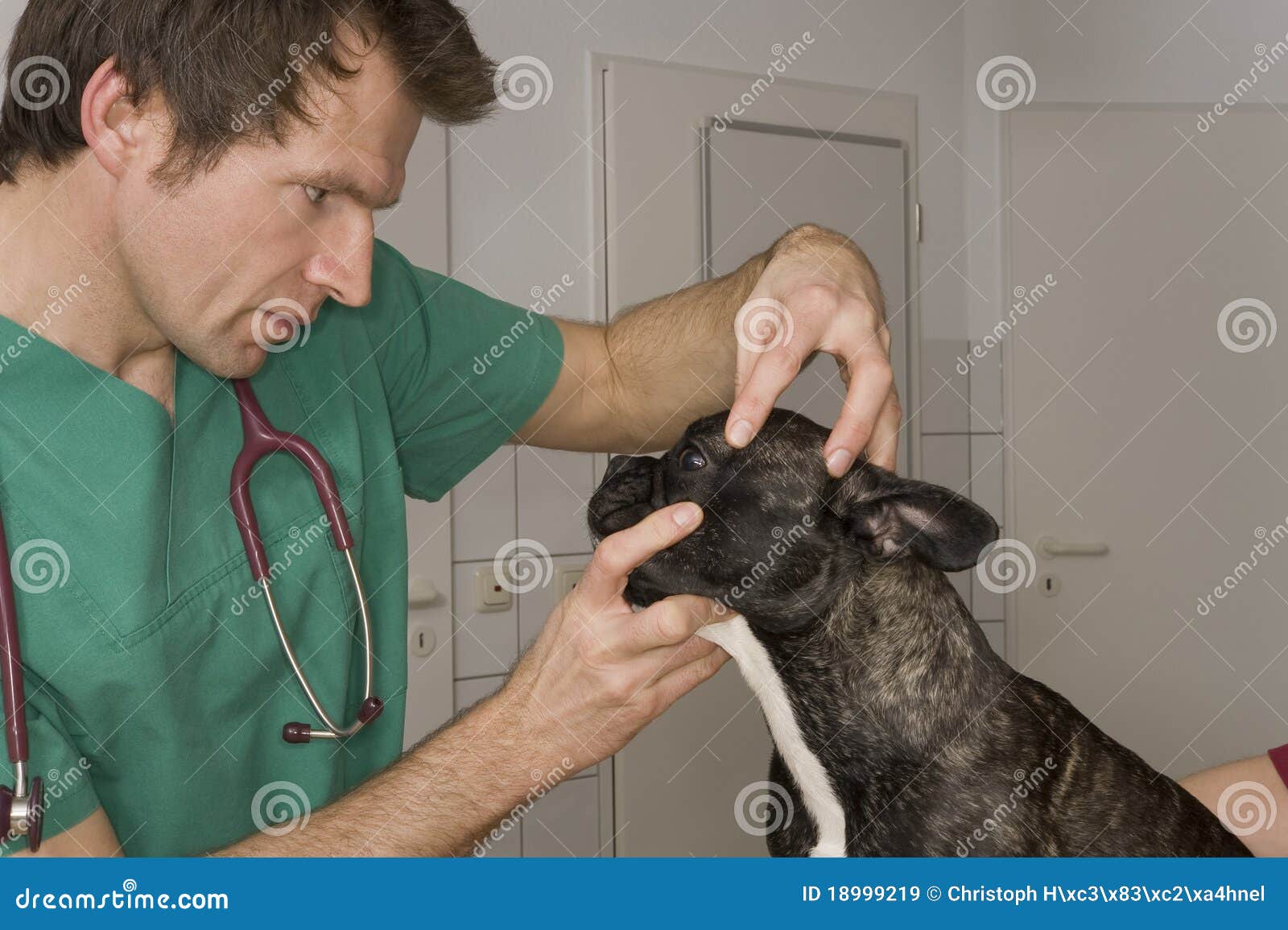 Veterinary stock image. Image of doctor, medicine, medical - 18999219