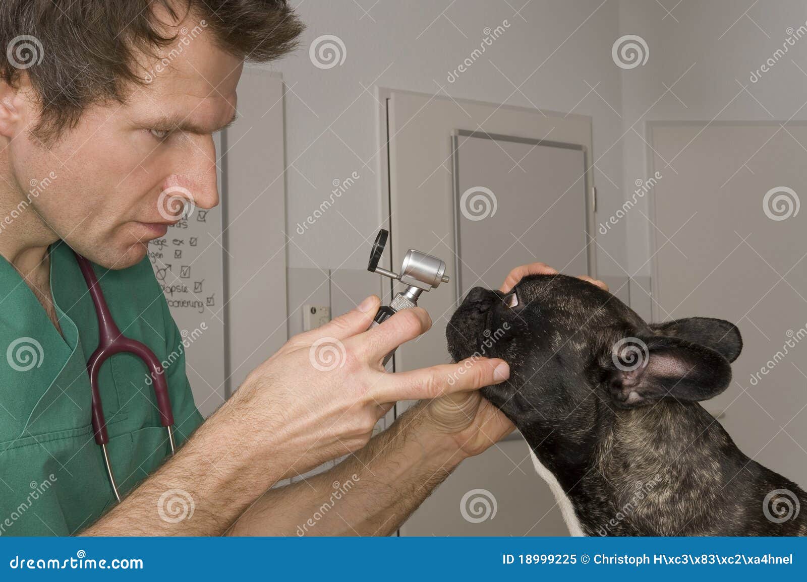 Veterinary stock image. Image of medicine, veterinarian - 18999225