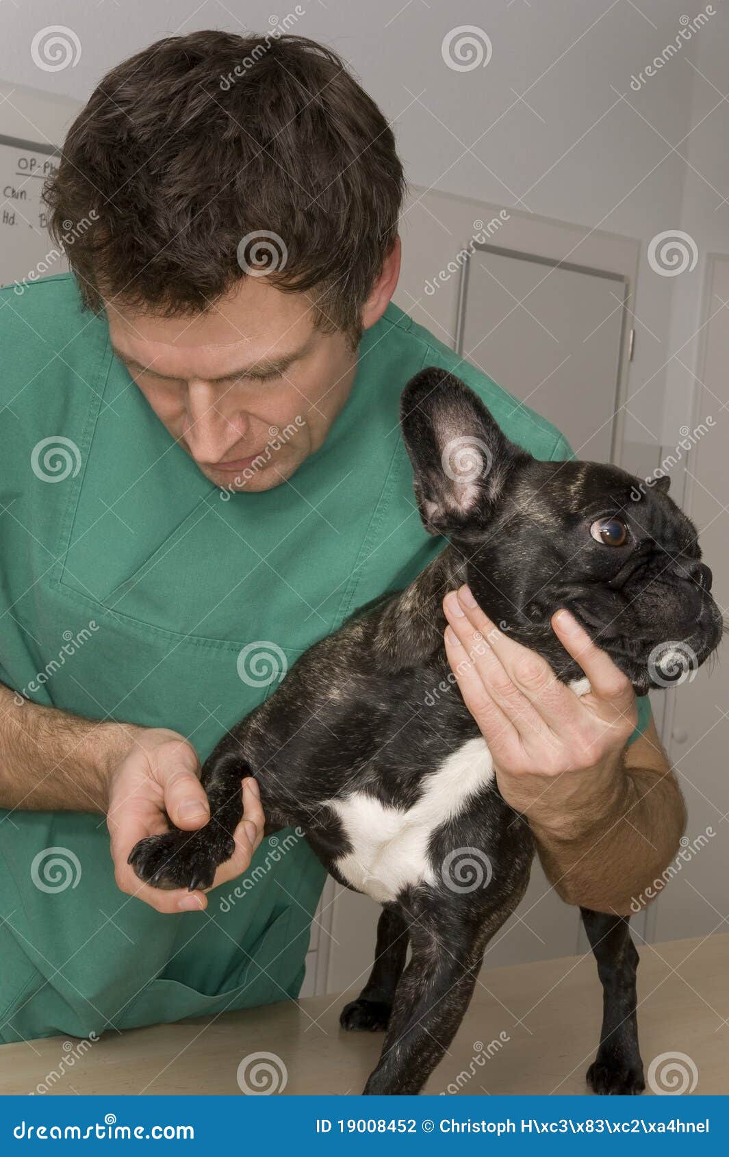 Veterinary stock photo. Image of medicine, veterinarian - 19008452