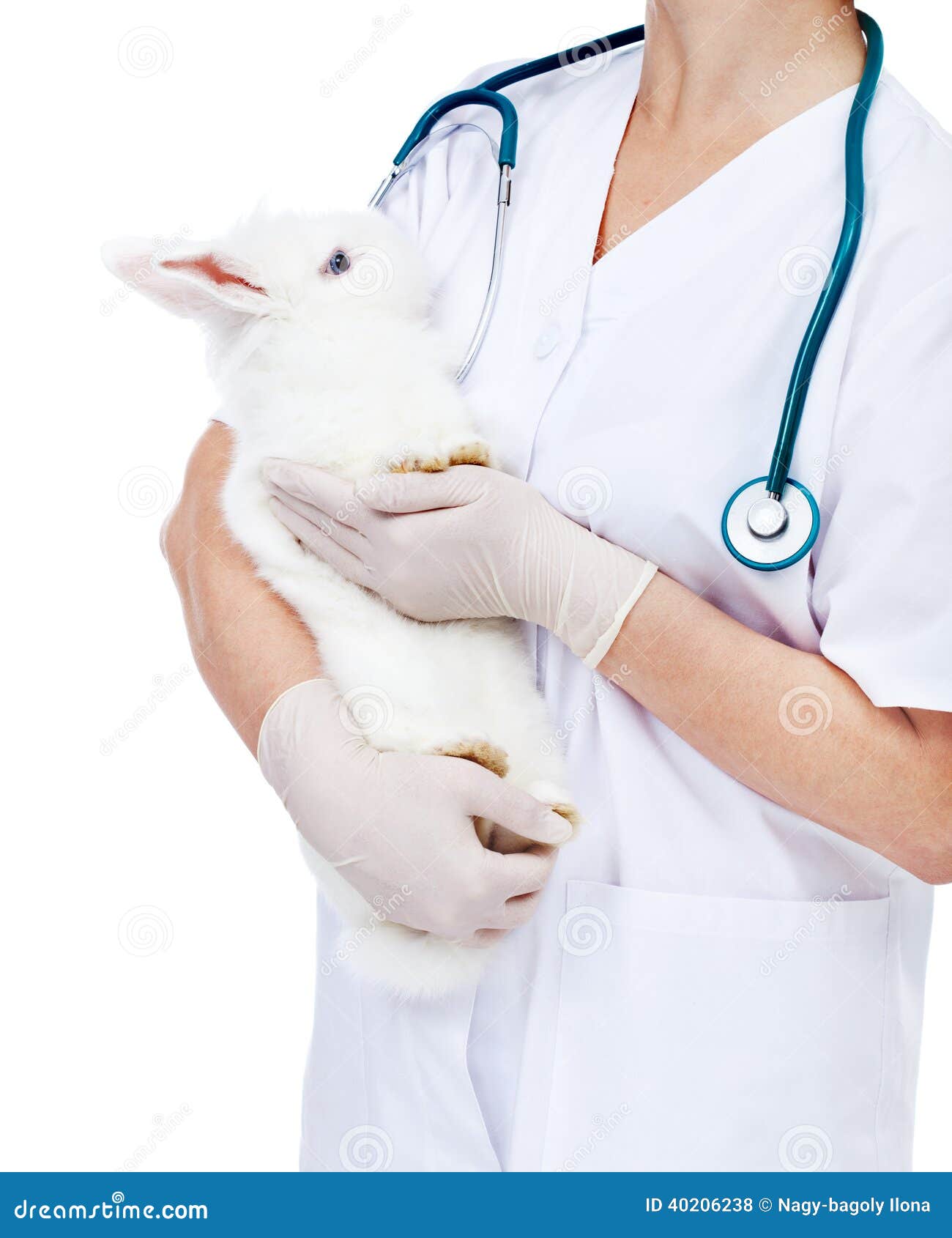 Veterinary Care Concept - Doctor Holding a White Rabbit Stock Photo ...
