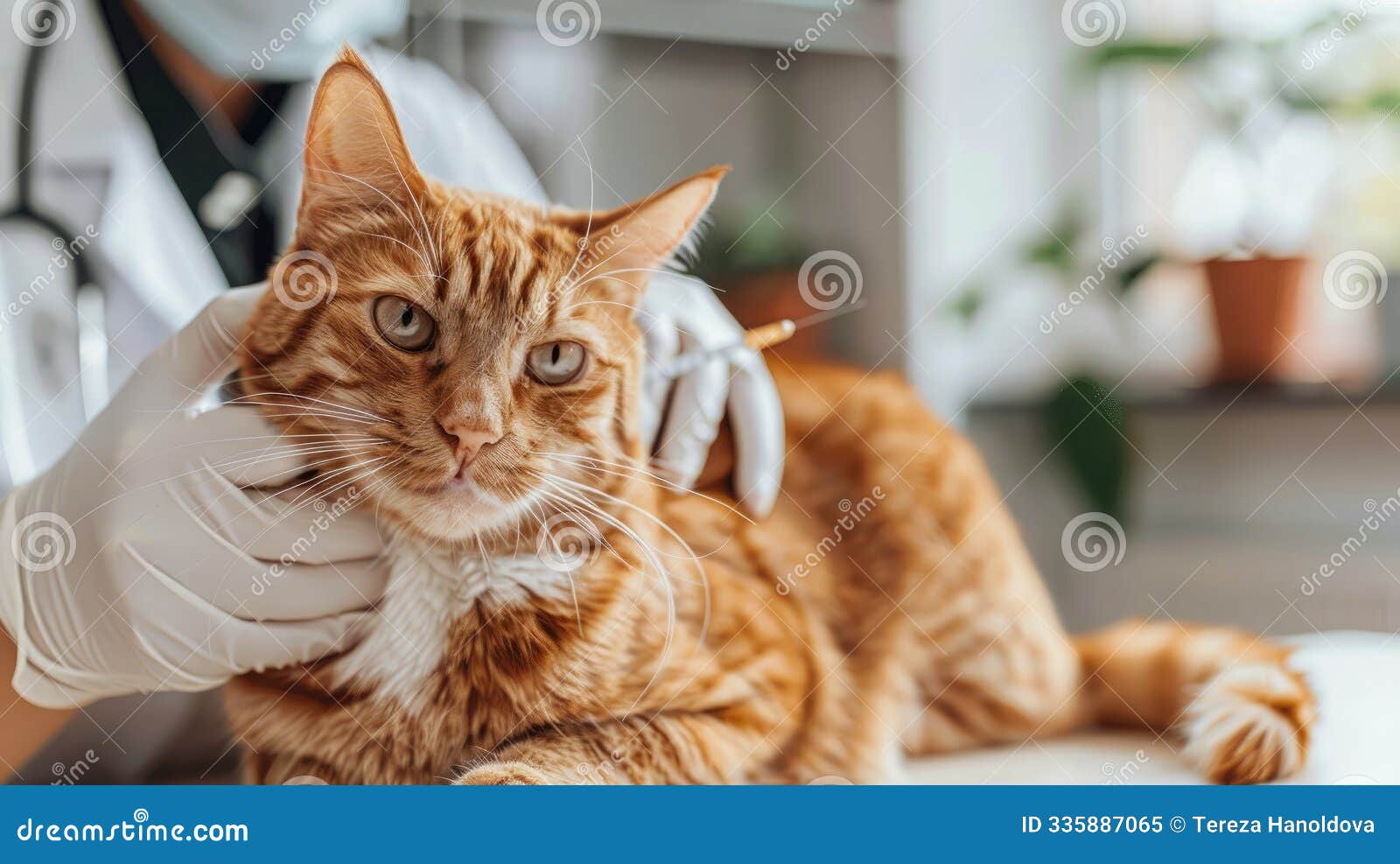 Veterinary Care and Healthy Cats Stock Illustration - Illustration of ...