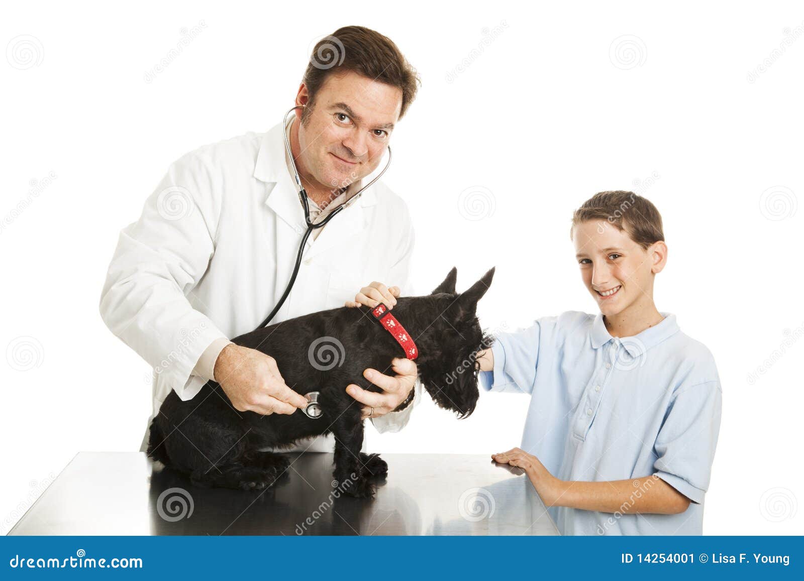 Veterinary Check Up stock image. Image of holding, scotty - 14254001