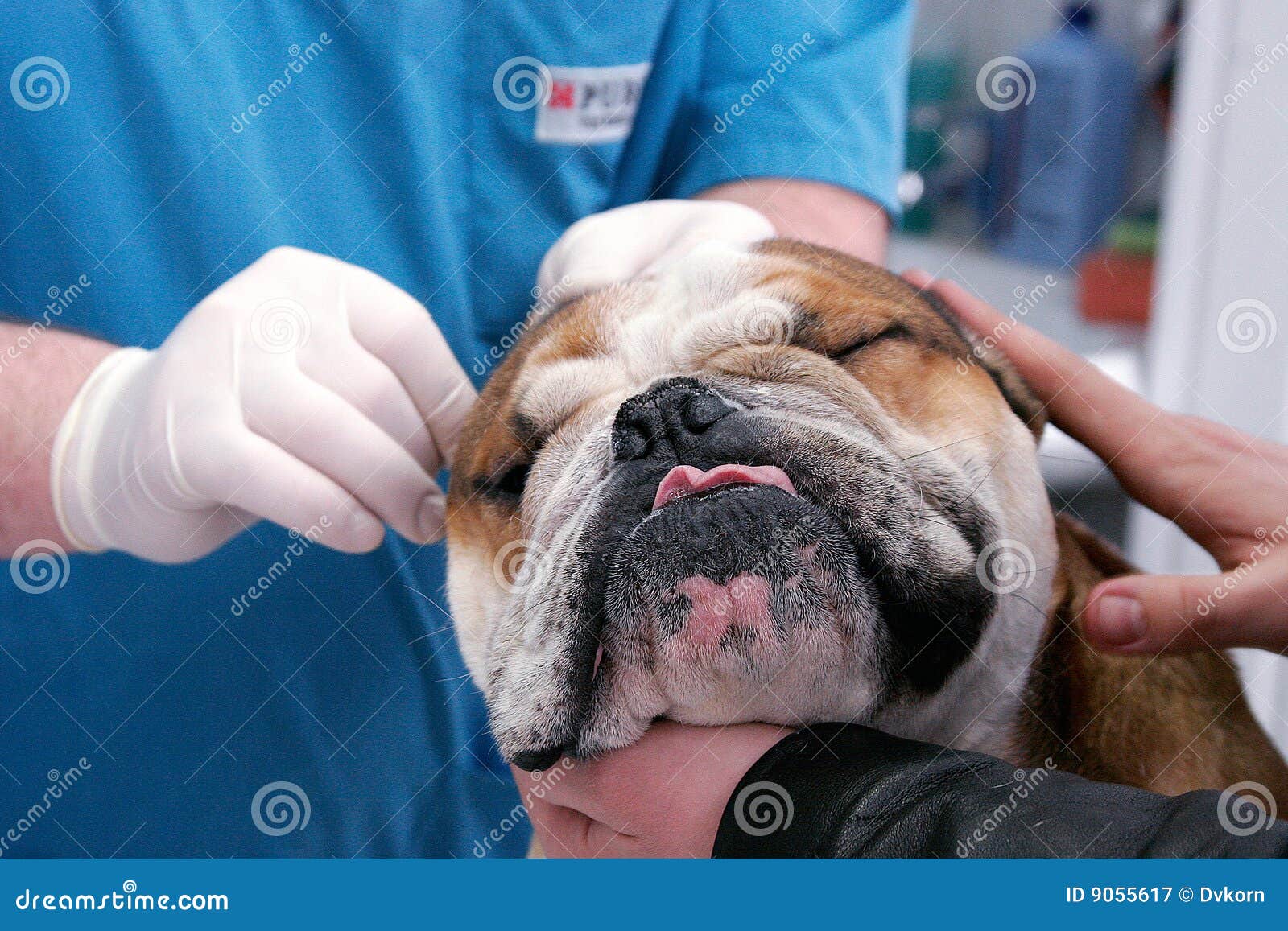 Veterinary clinic stock image. Image of science, bulldog - 9055617