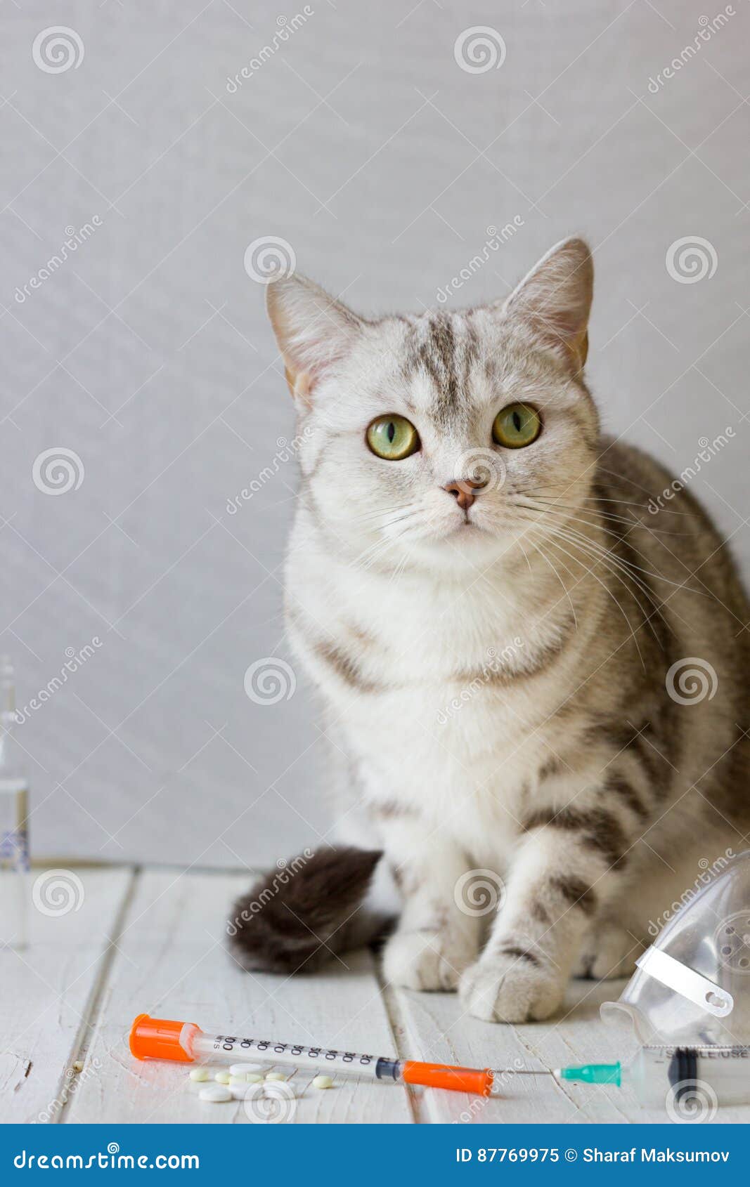 Veterinary Clinic and Cat with Syringe. Stock Image - Image of animal ...