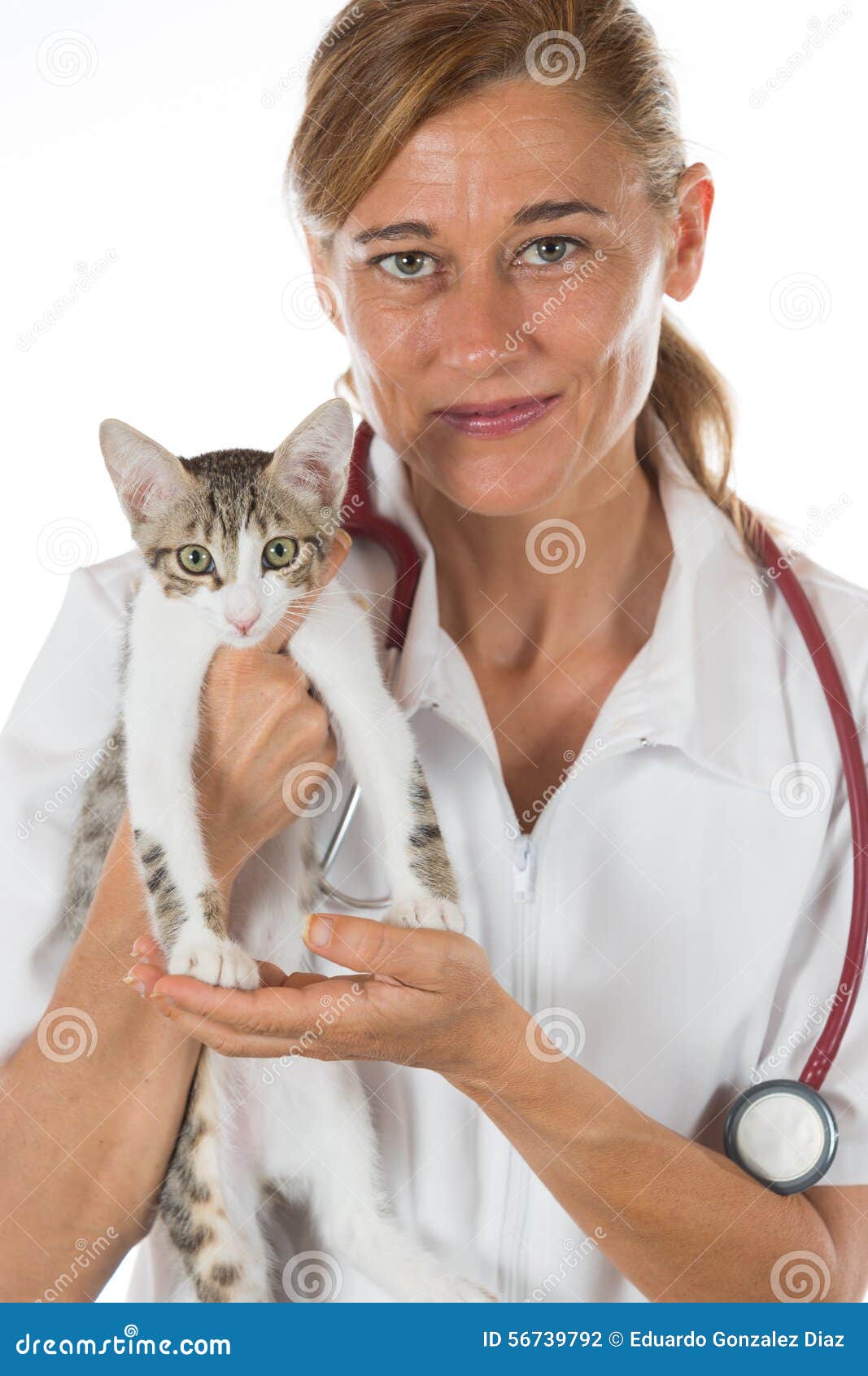Veterinary Clinic with a Kitten Stock Photo - Image of compassion ...