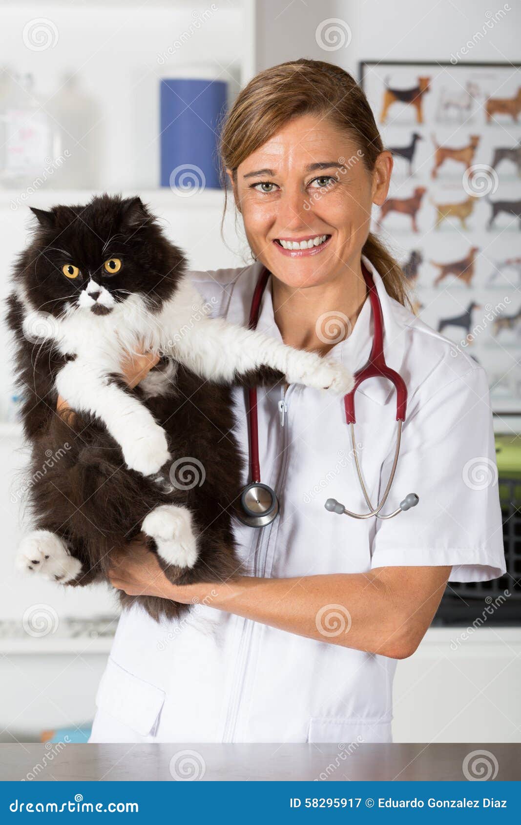 Veterinary Clinic with a Kitten Stock Image - Image of health ...
