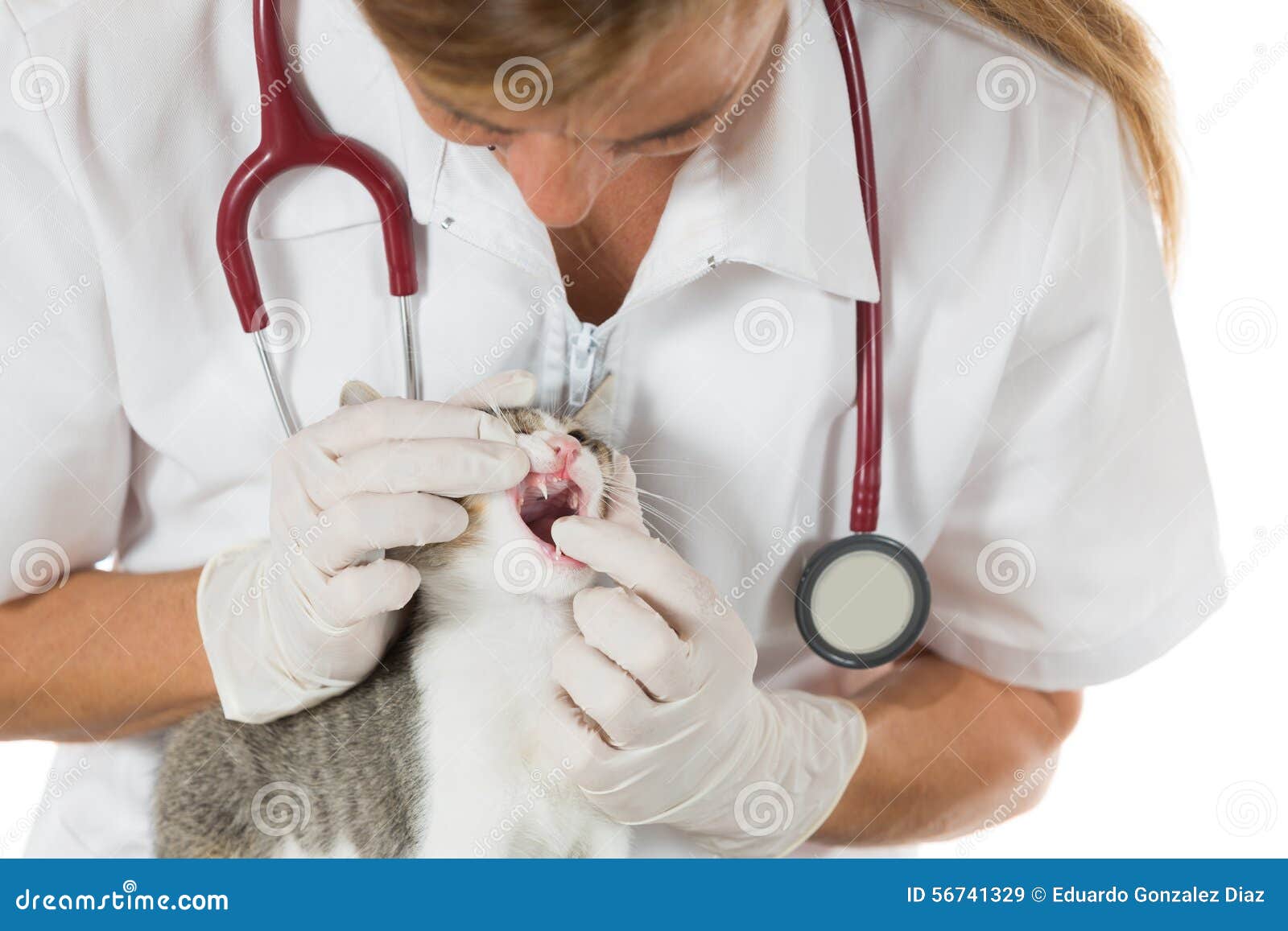 2,329 Veterinary Inspection Stock Photos - Free & Royalty-Free Stock ...