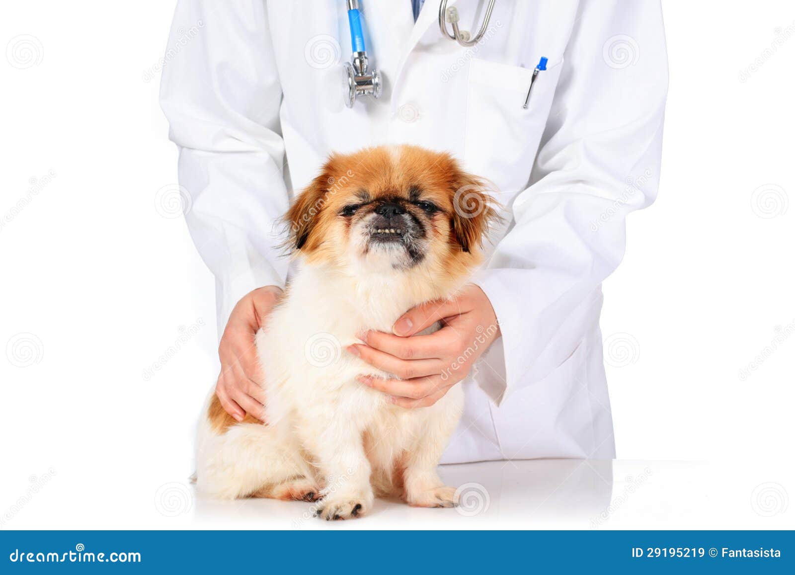 Veterinary concept. stock image. Image of puppy, medical - 29195219