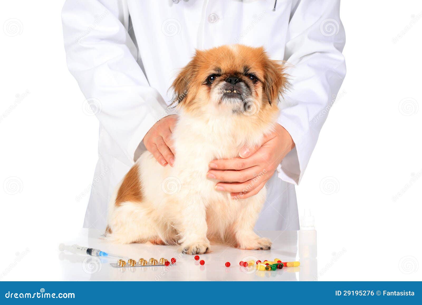 Veterinary concept. stock photo. Image of healthcare - 29195276