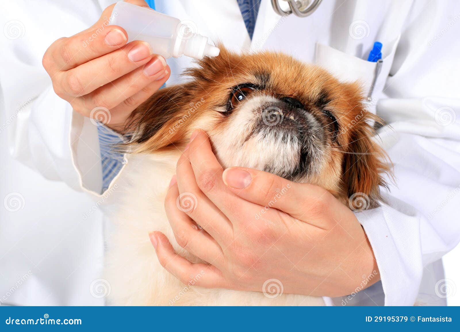 Veterinary concept. stock image. Image of control, japanese - 29195379