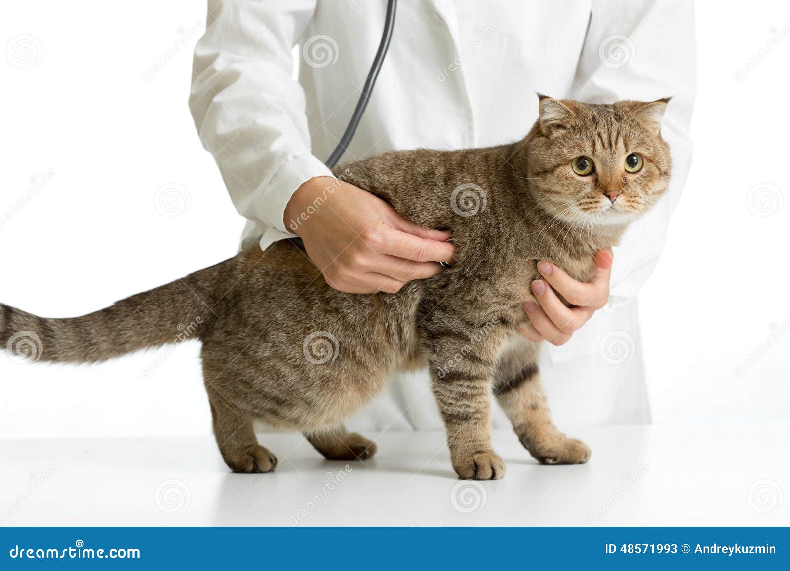 Veterinary Doctor Giving Injection For Kitten. Focus On Syringe Stock ...