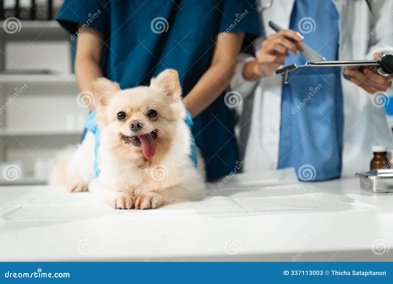Veterinary Doctor - Dog Receiving Medication Stock Image - Image of ...