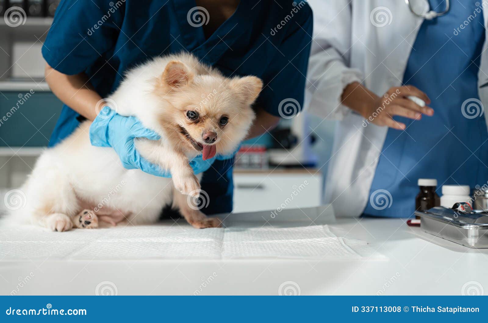Veterinary Doctor - Dog Receiving Medication Stock Photo - Image of ...