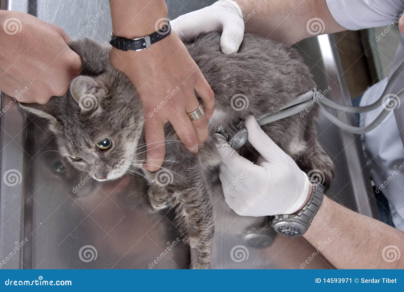 Veterinary examination stock image. Image of pare, medicine - 14593971