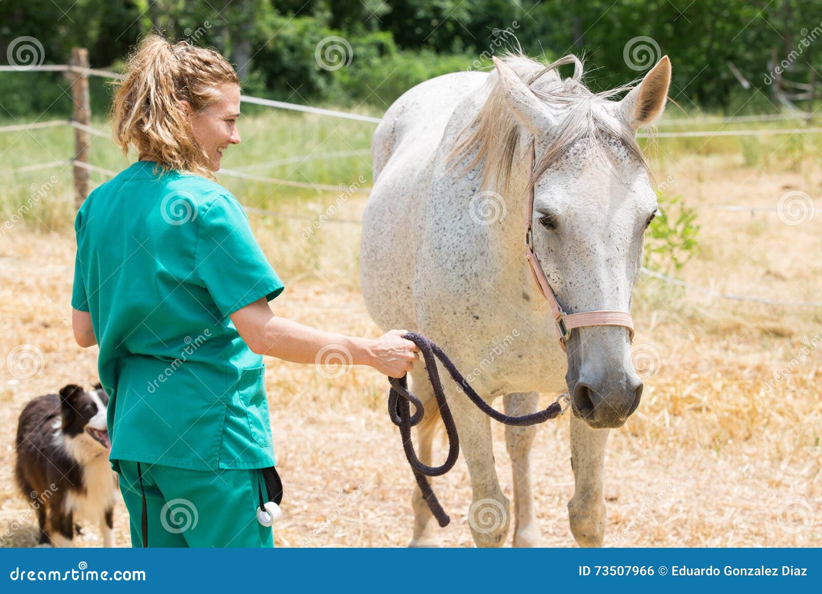 Veterinary on a farm stock photo. Image of livestock - 73507966