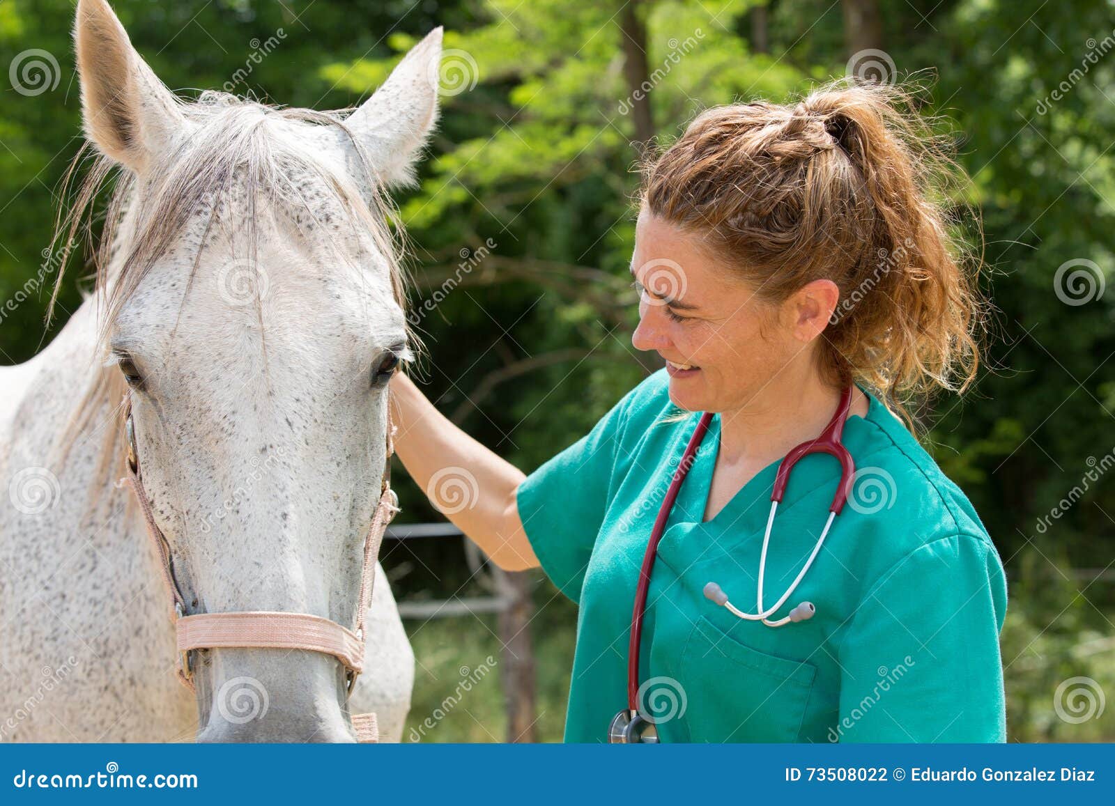 Veterinary on a farm stock photo. Image of field, livestock - 73508022