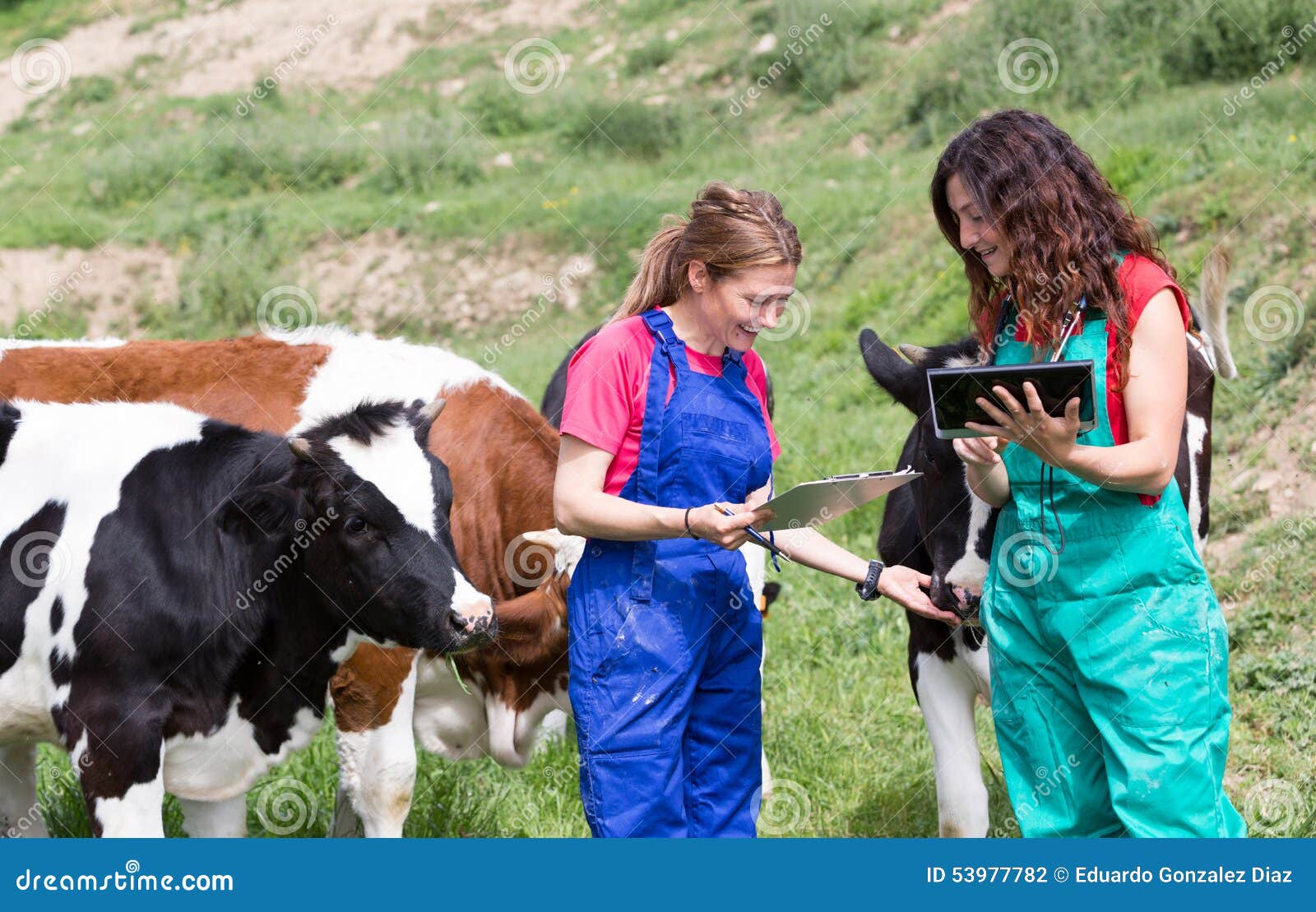 Veterinary on a farm stock photo. Image of caucasian - 53977782