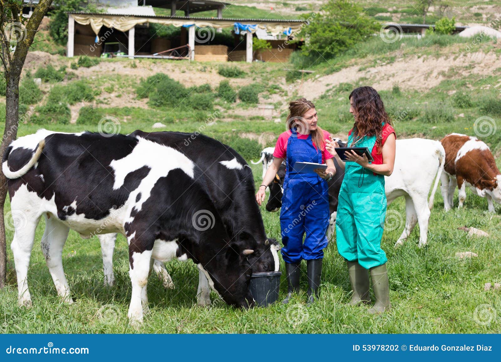 Veterinary on a farm stock photo. Image of consultation - 53978202