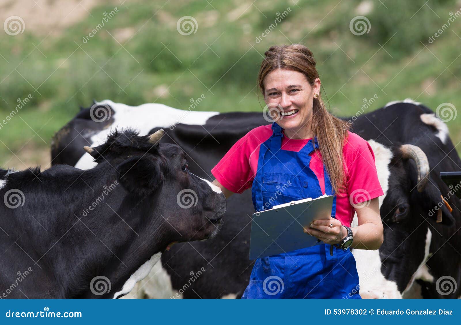 Veterinary on a farm stock photo. Image of examination - 53978302