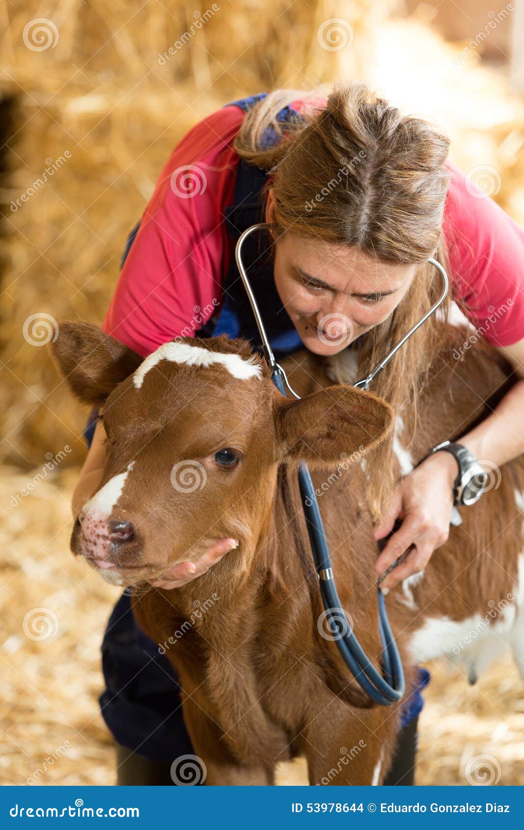 Veterinary on a farm stock photo. Image of phonendoscope - 53978644
