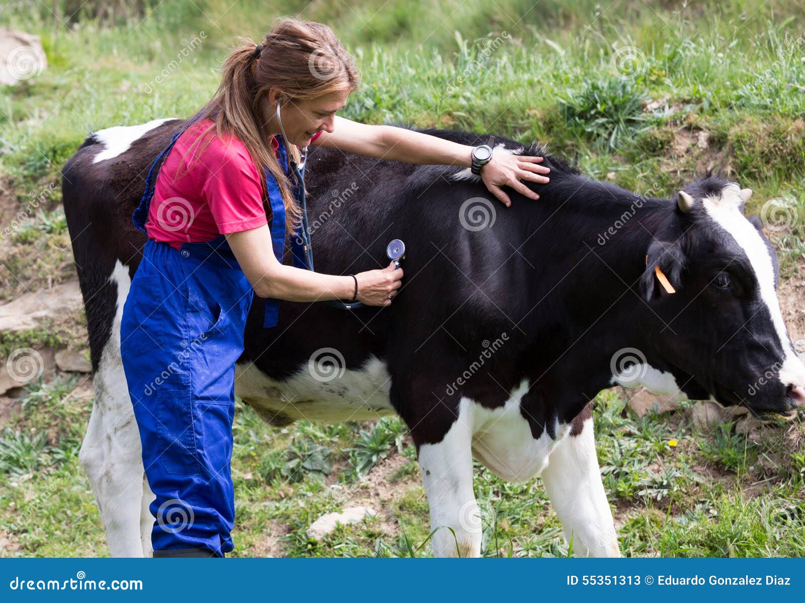 Veterinary on a farm stock image. Image of landed, friesian - 55351313