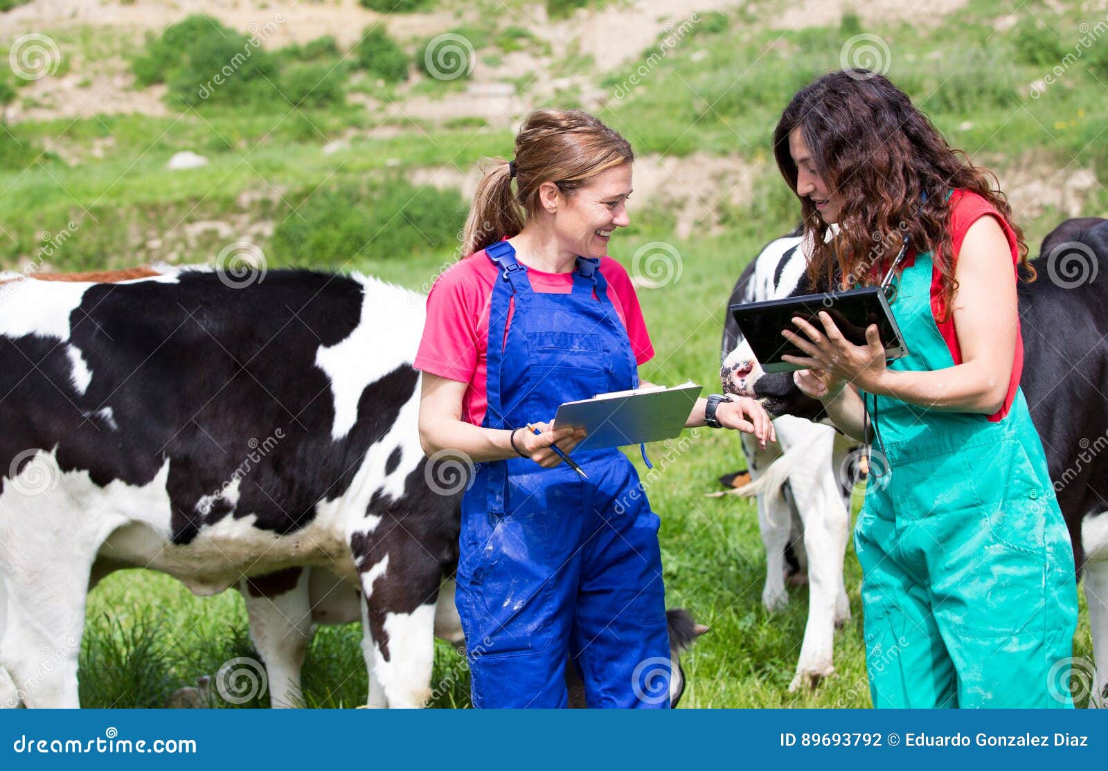 Veterinary on a farm stock photo. Image of doctor, livestock - 89693792