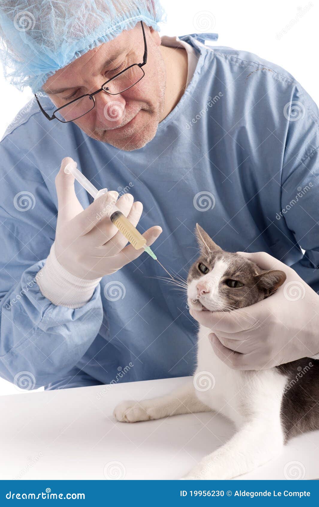 Veterinary Giving an Injection at a Cat Stock Photo - Image of surgeon ...