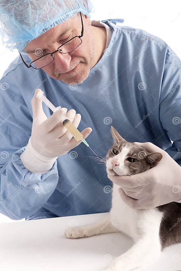 Veterinary Giving an Injection at a Cat Stock Photo - Image of surgeon ...
