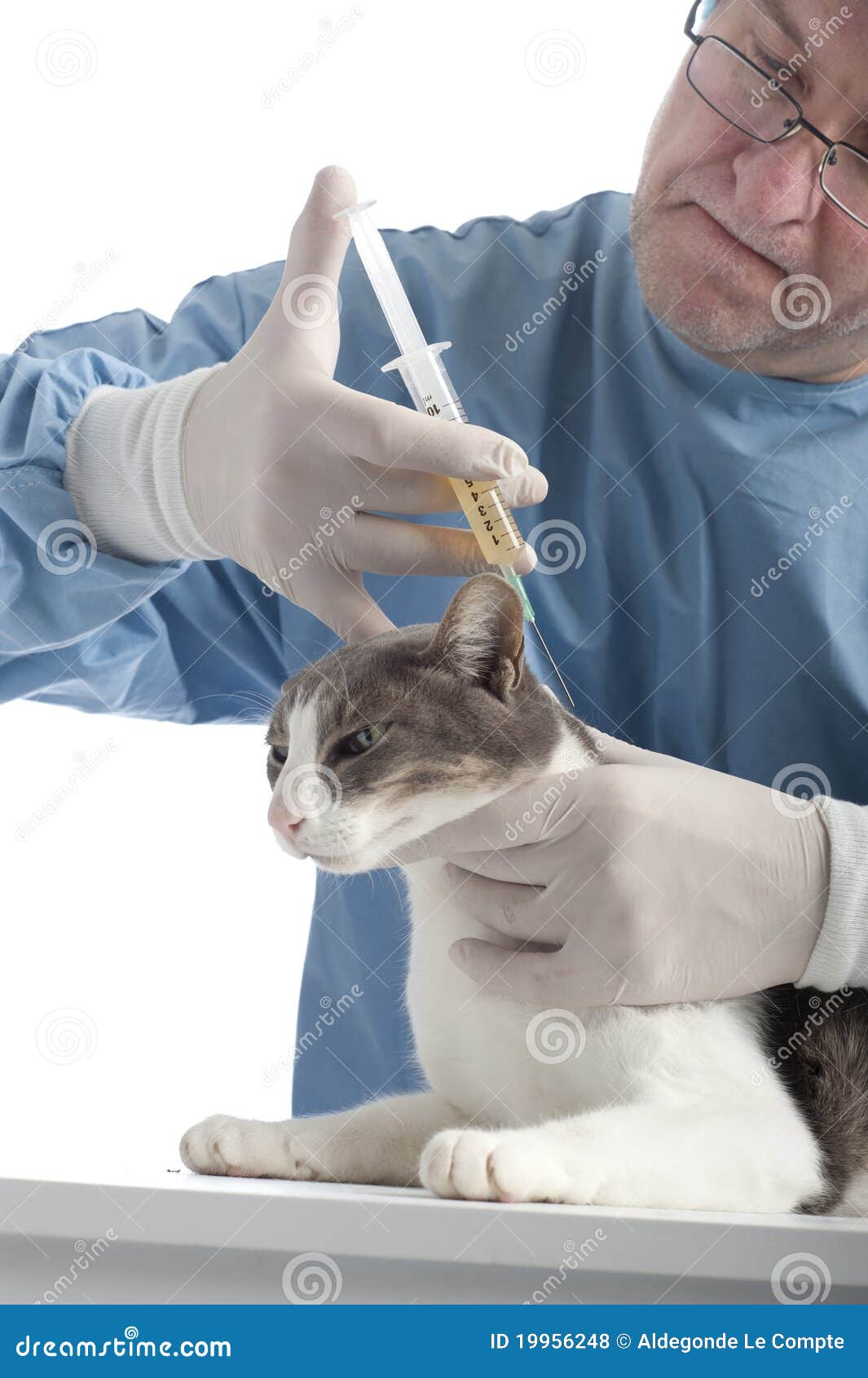 Veterinary Giving An Injection At A Cat Stock Photo - Image of blue ...