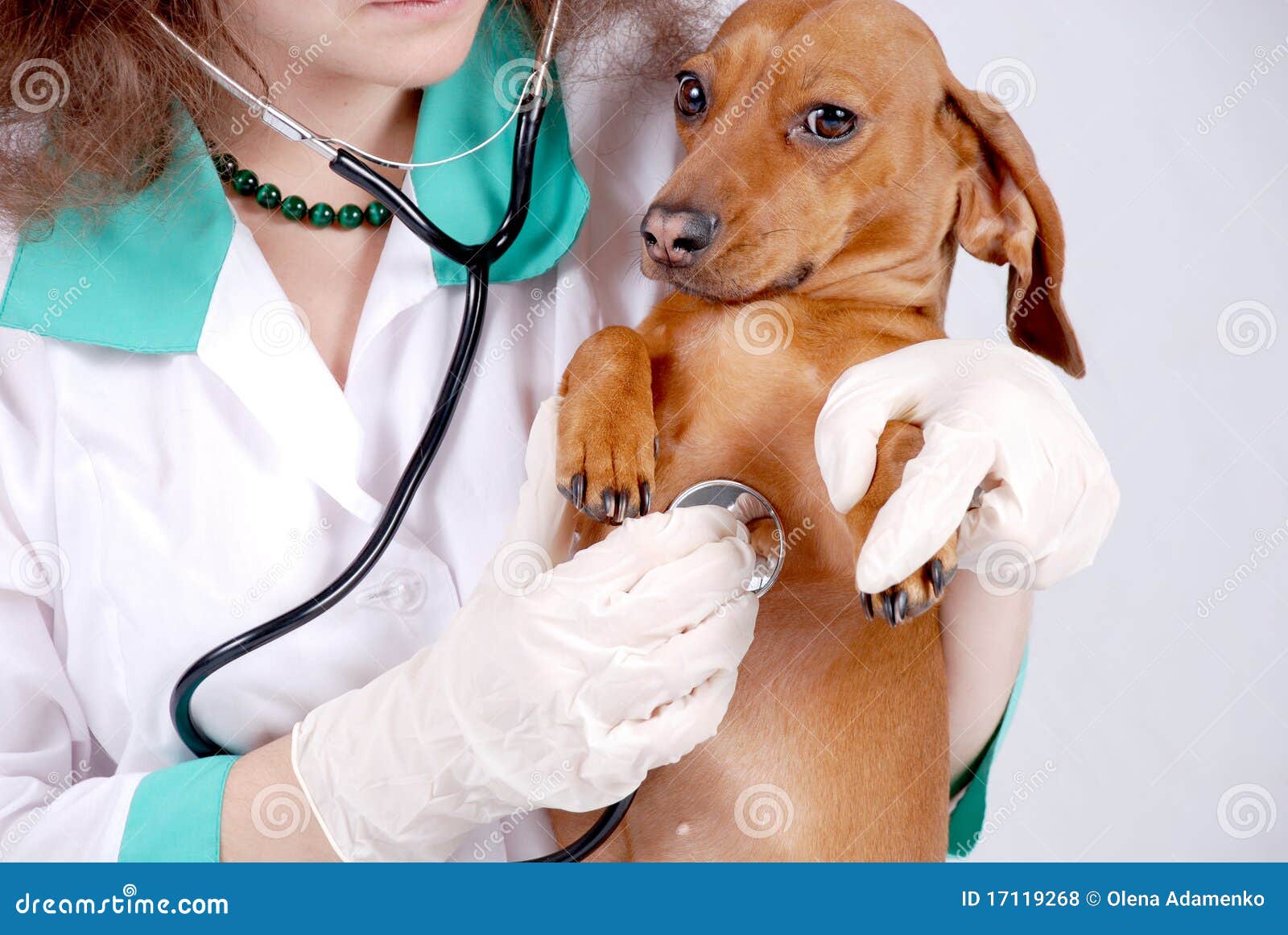 Veterinary inspect the dog stock photo. Image of look - 17119268