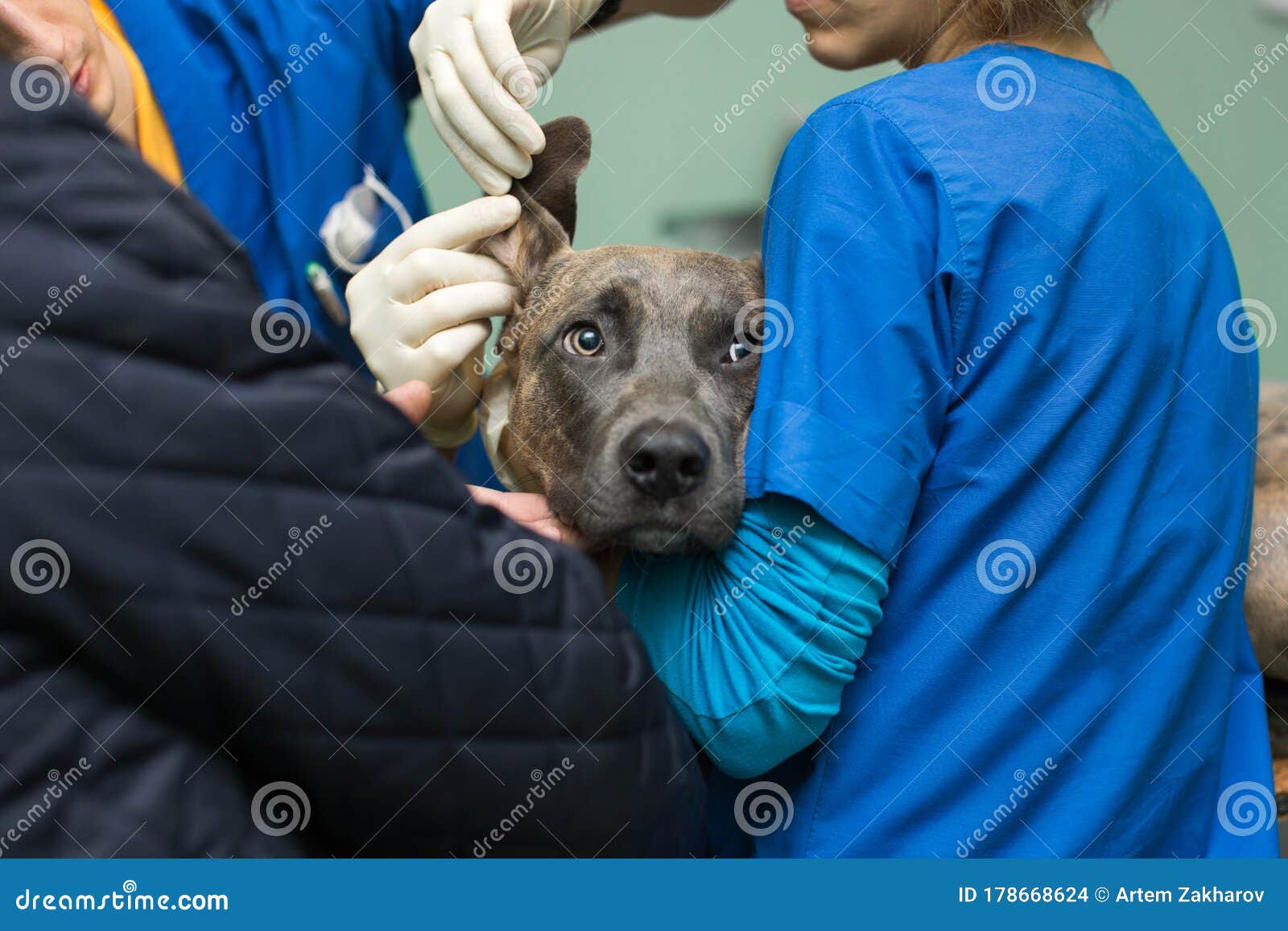 Veterinary Inspection of the Dog`s Ears before Surgery. Stock Photo ...
