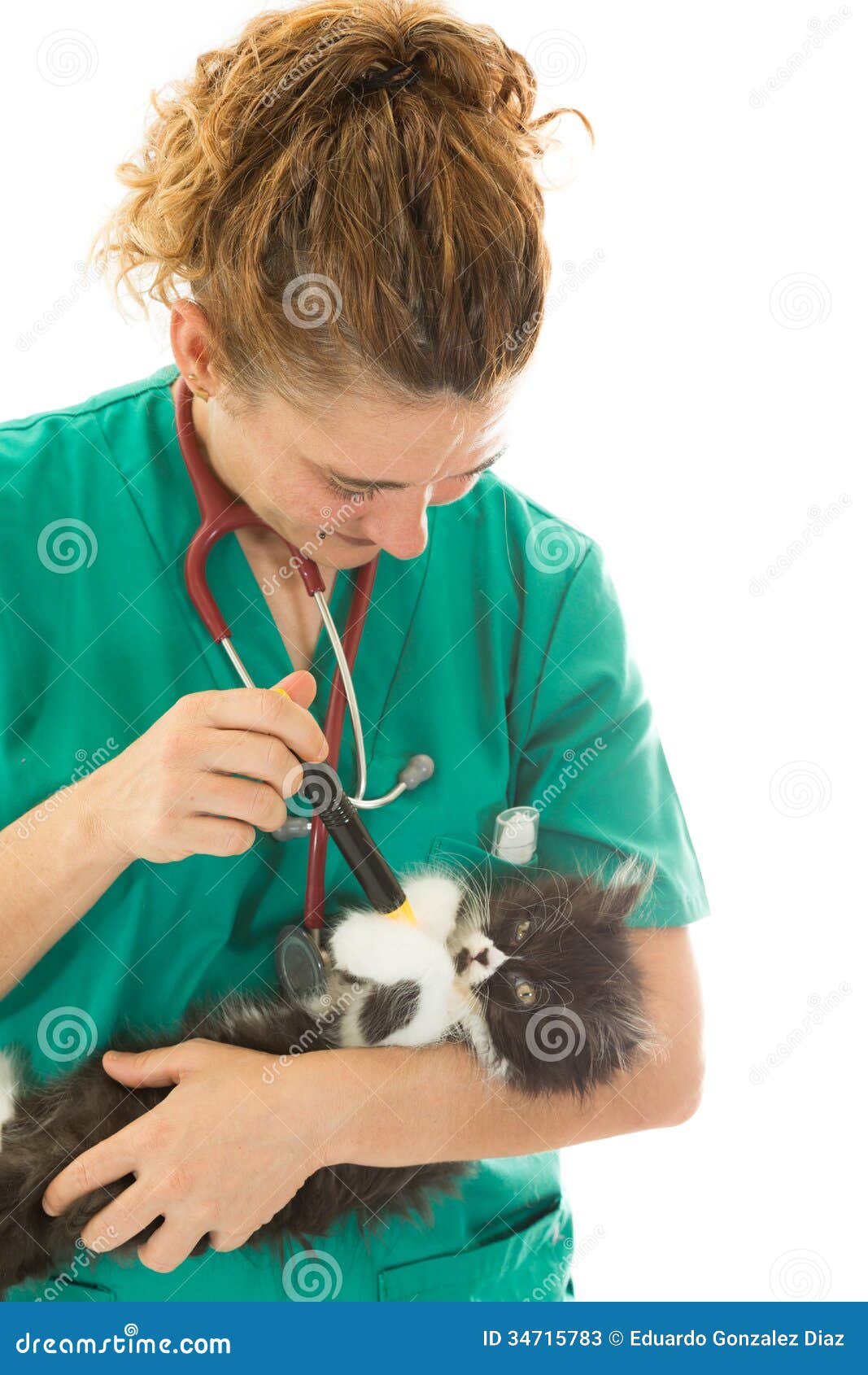 Veterinary with kitten stock image. Image of health, persa - 34715783