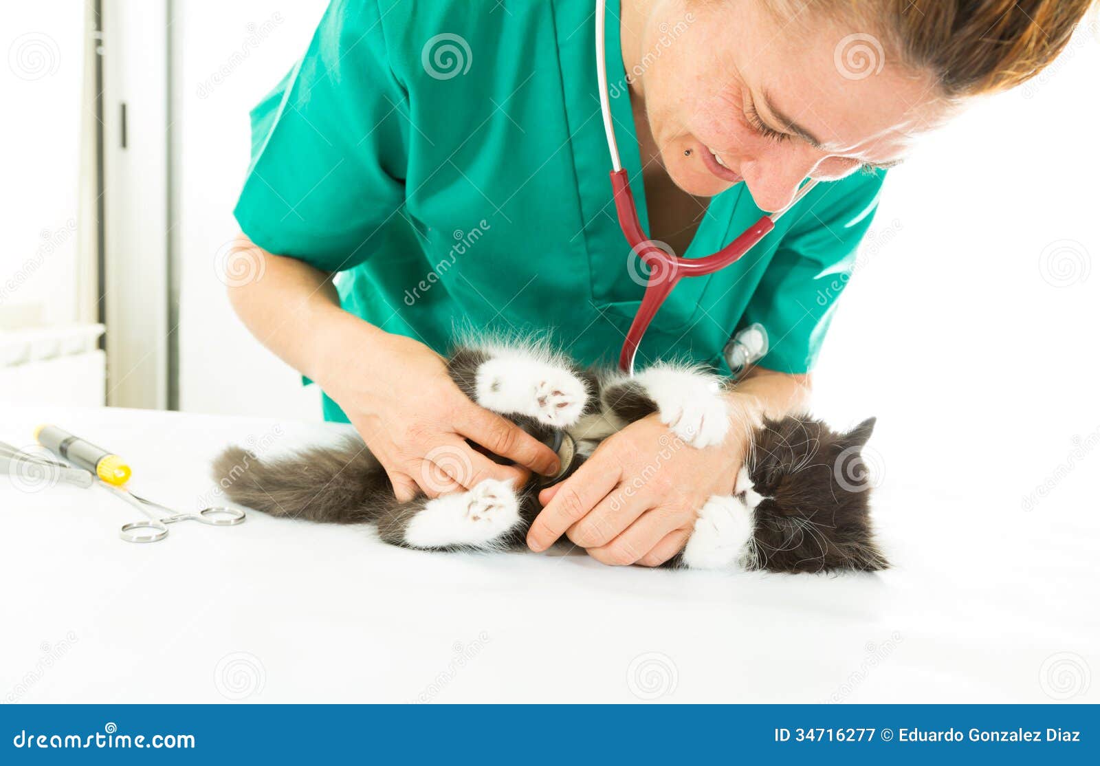 Veterinary with kitten stock image. Image of isolated - 34716277