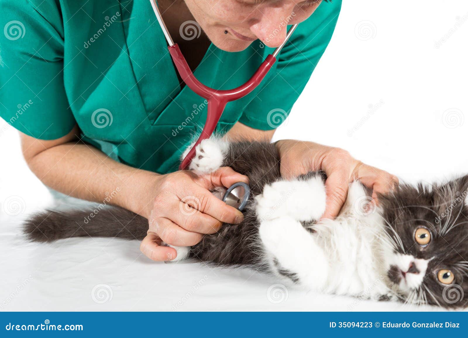 Veterinary with kitten stock image. Image of persa, background - 35094223