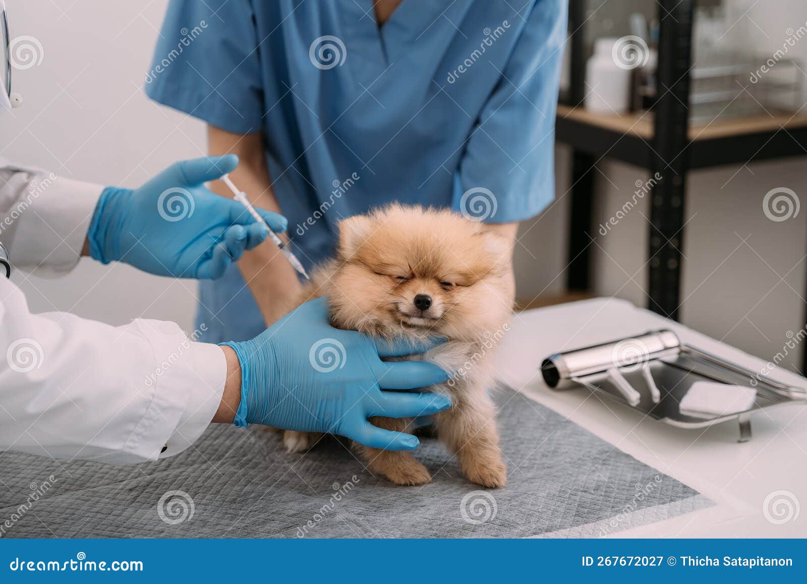 Veterinary Laboratories - Injection Dogs Stock Image - Image of ...