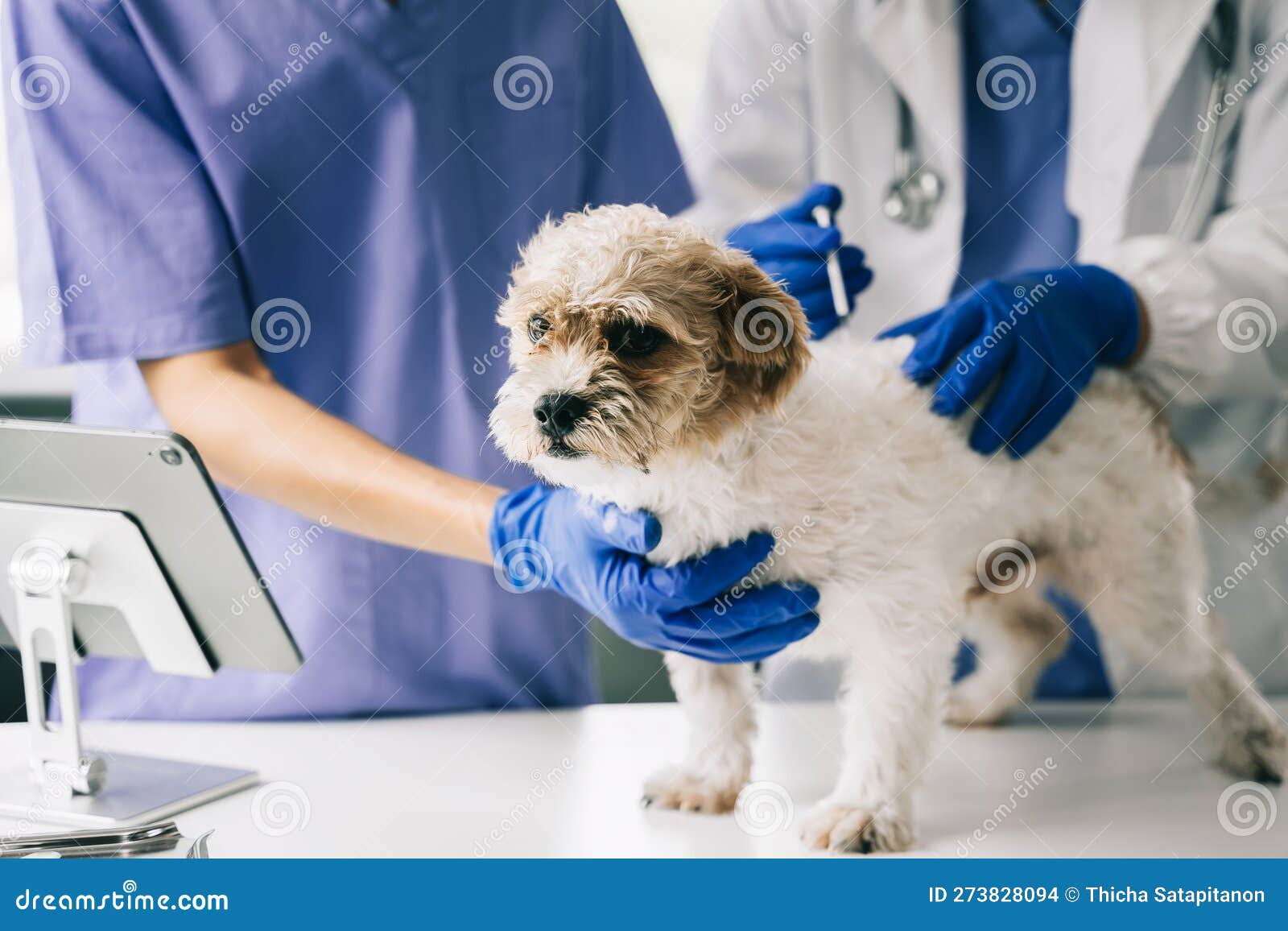 Veterinary Laboratories - Injection Dogs Stock Photo - Image of human ...