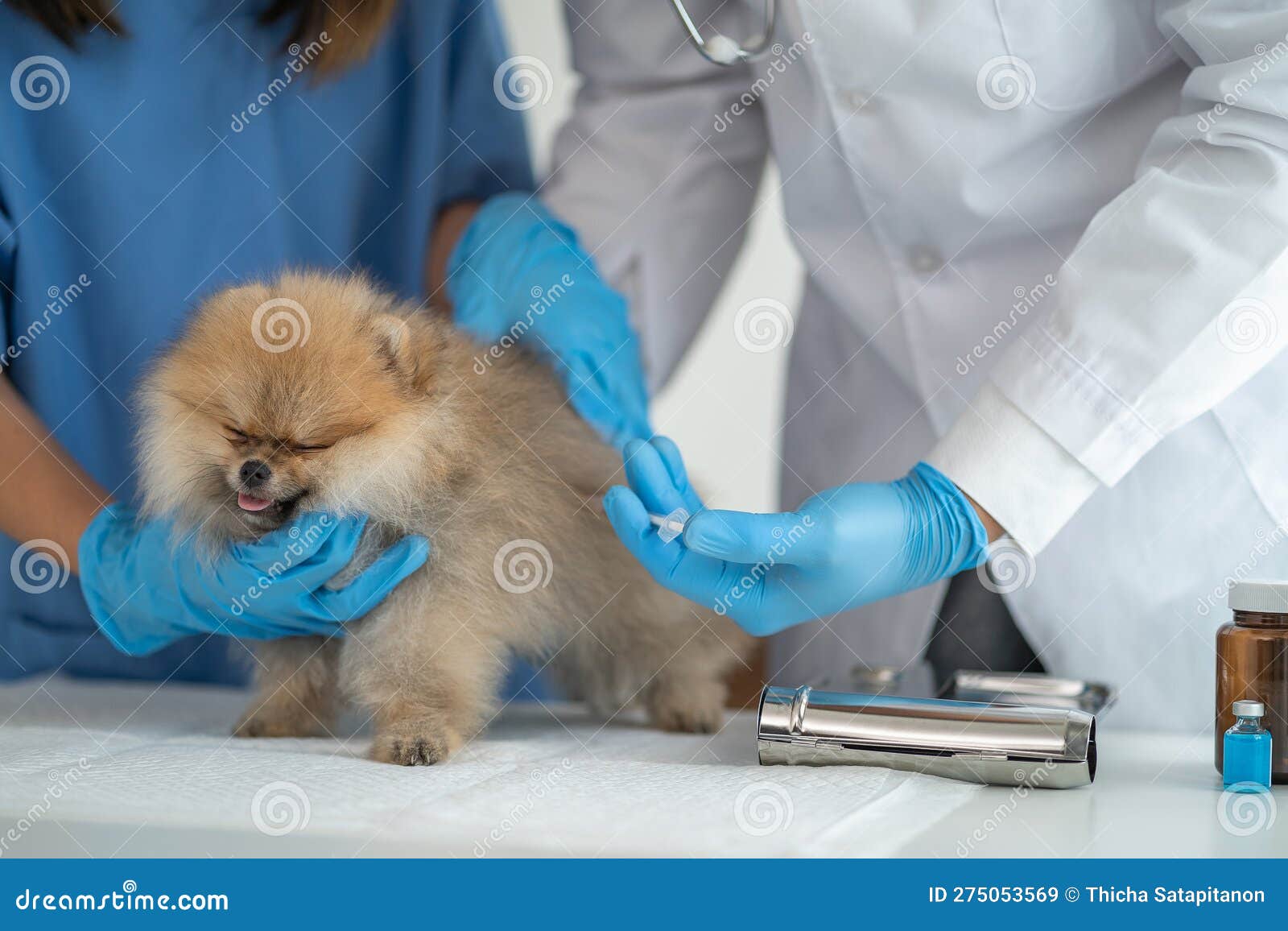 Veterinary Laboratories - Injection Dogs Stock Image - Image of care ...