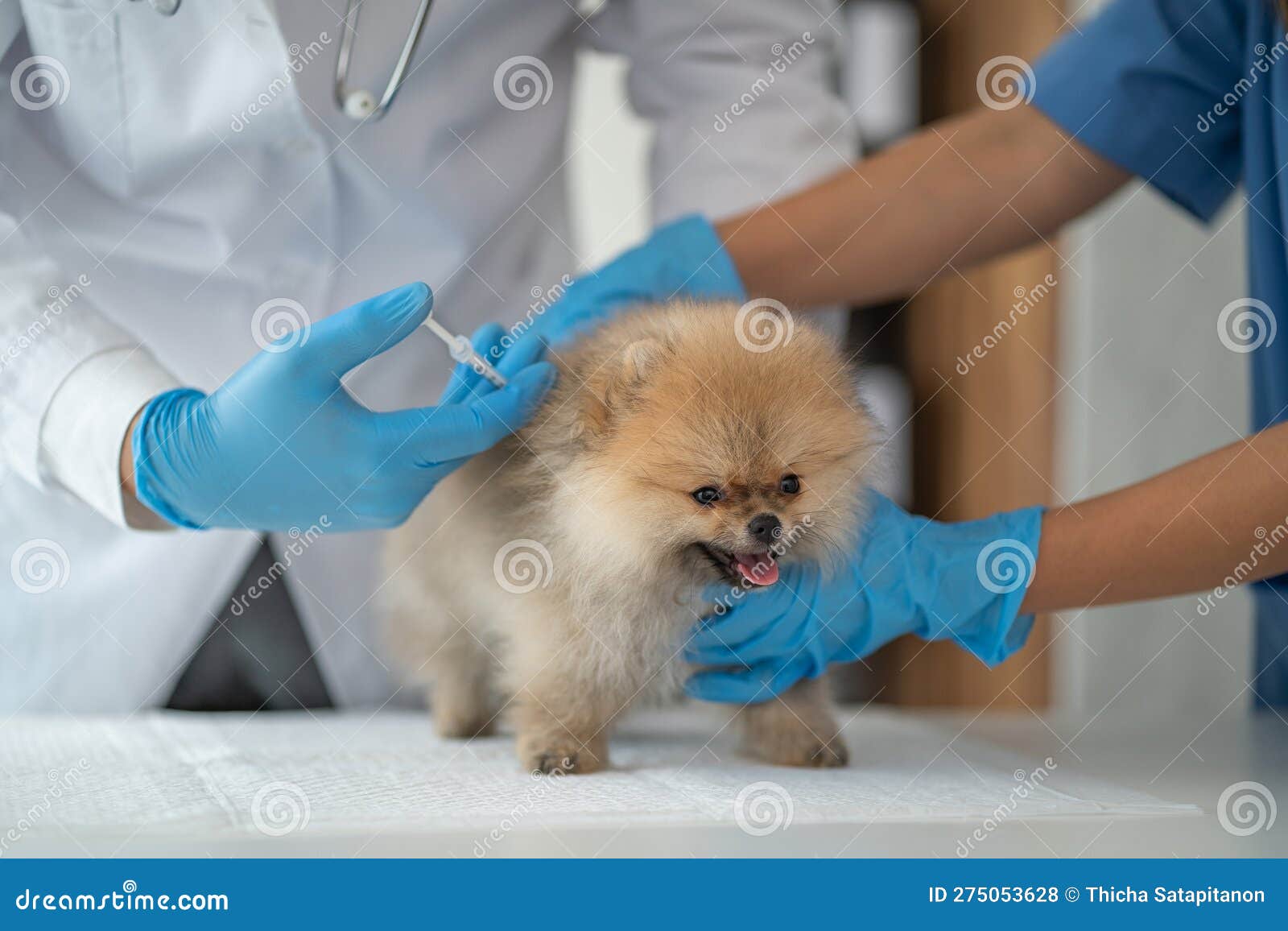 Veterinary Laboratories - Injection Dogs Stock Photo - Image of health ...