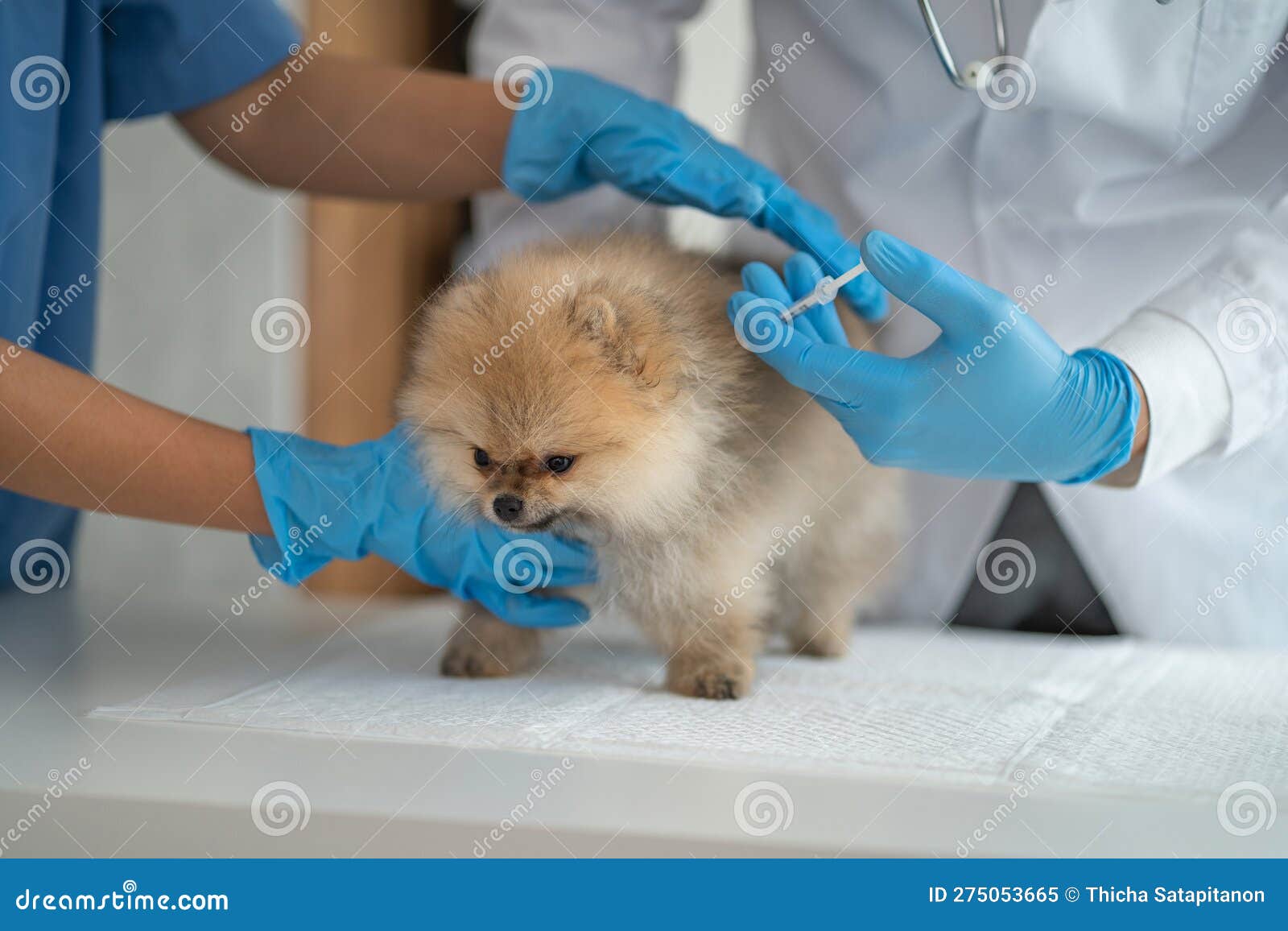 Veterinary Laboratories - Injection Dogs Stock Image - Image of ...