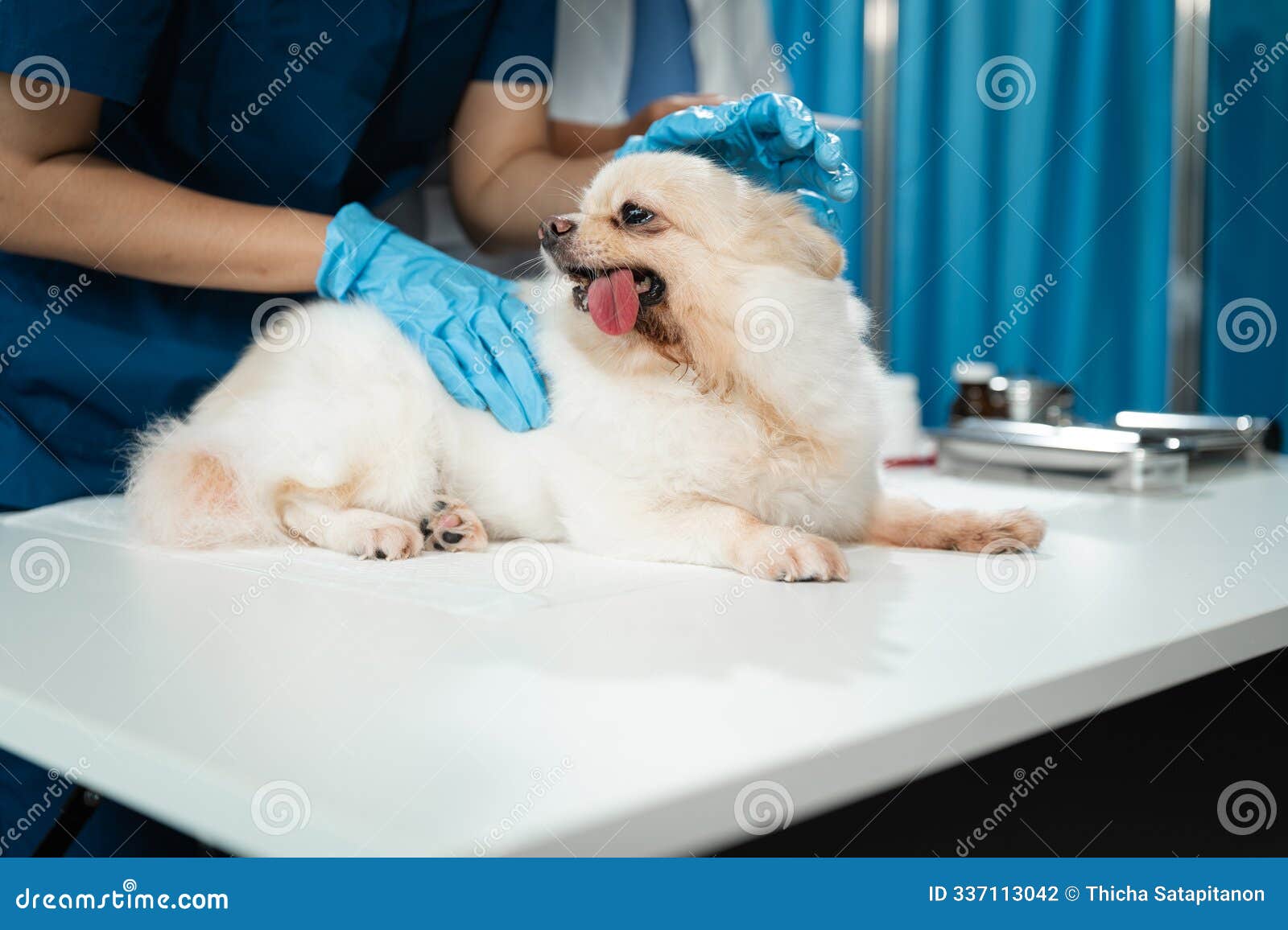 Veterinary Laboratories - Injection Dogs Stock Photo - Image of friend ...