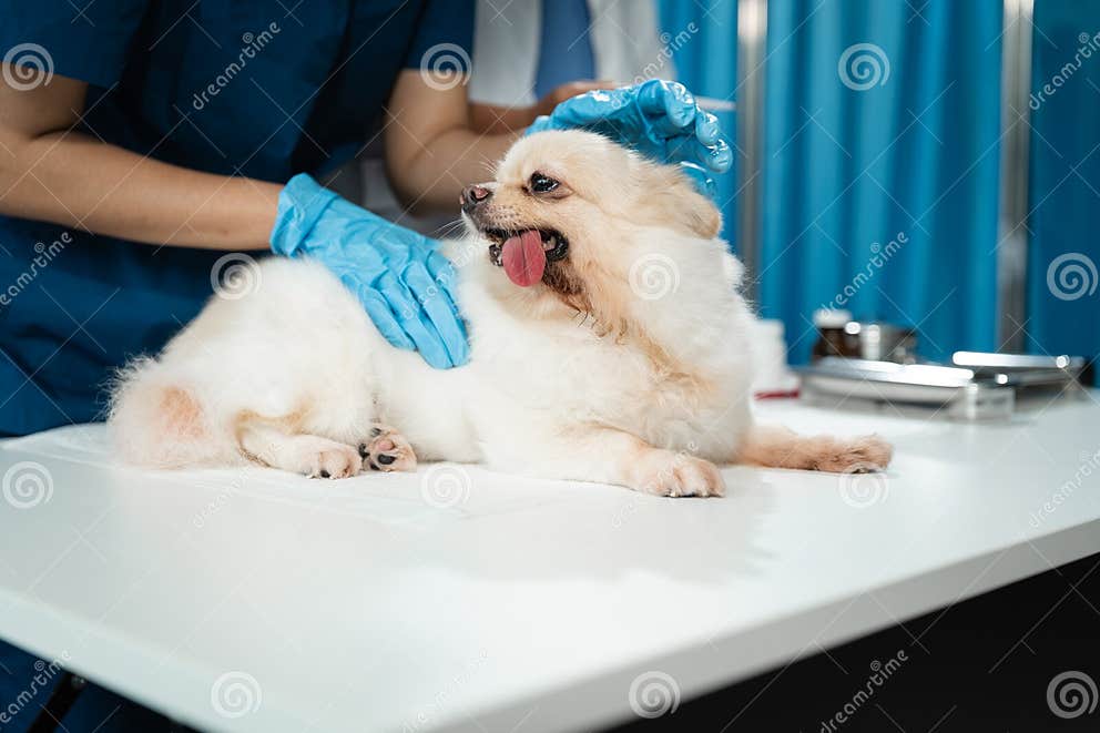 Veterinary Laboratories - Injection Dogs Stock Photo - Image of friend ...