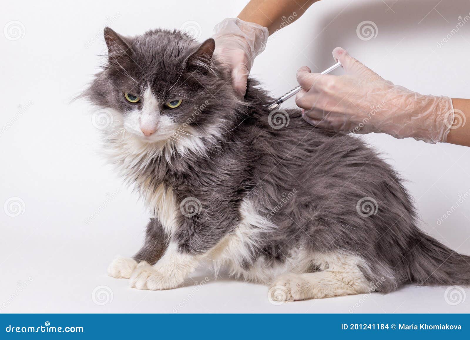 Veterinary Nurse Giving Cat Injection Stock Photo - Image of kitty ...