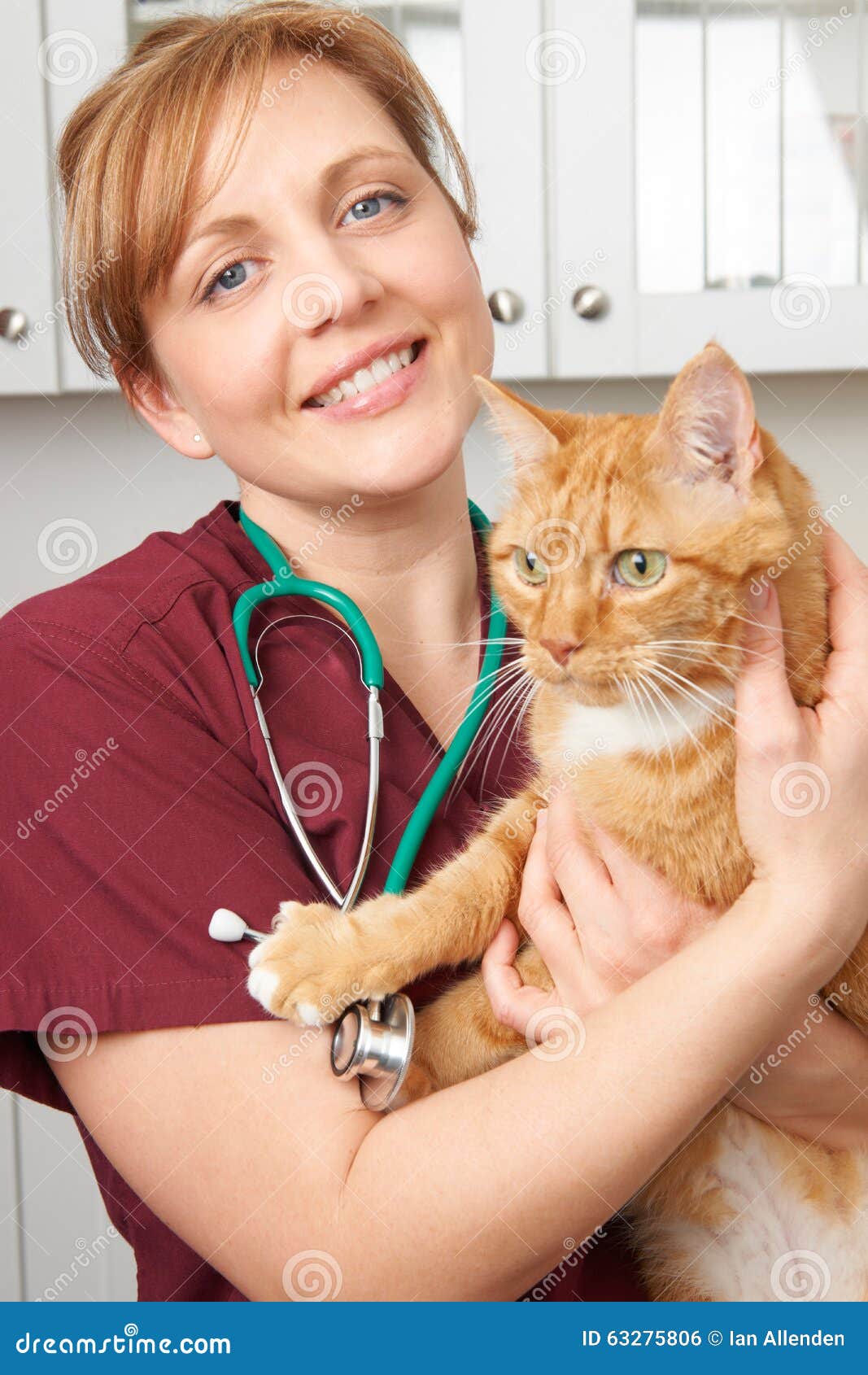 Veterinary Nurse Holding Cat in Surgery Stock Photo - Image of nurse ...