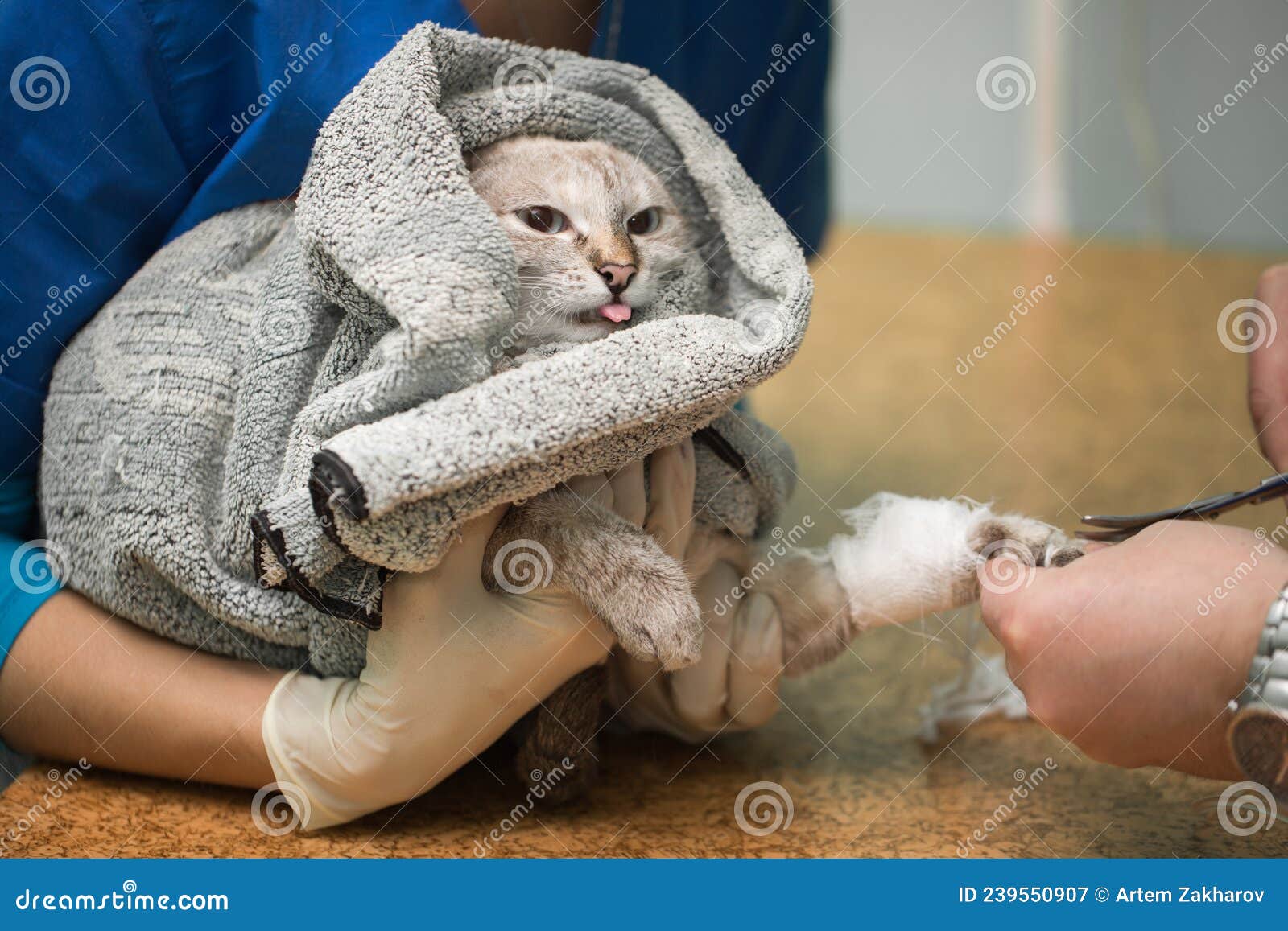 Veterinary Placing a Catheter Via a Cat in the Clinic. Stock Image ...