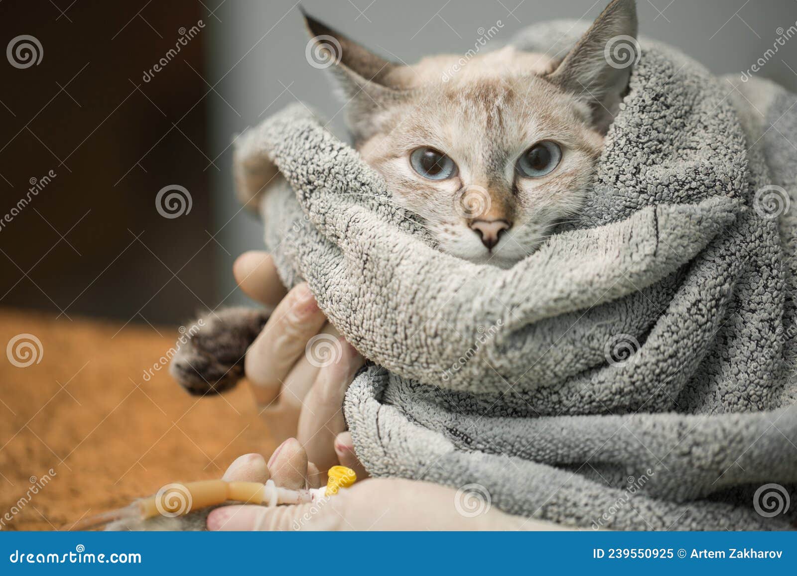 Veterinary Placing a Catheter Via a Cat in the Clinic. Stock Image ...