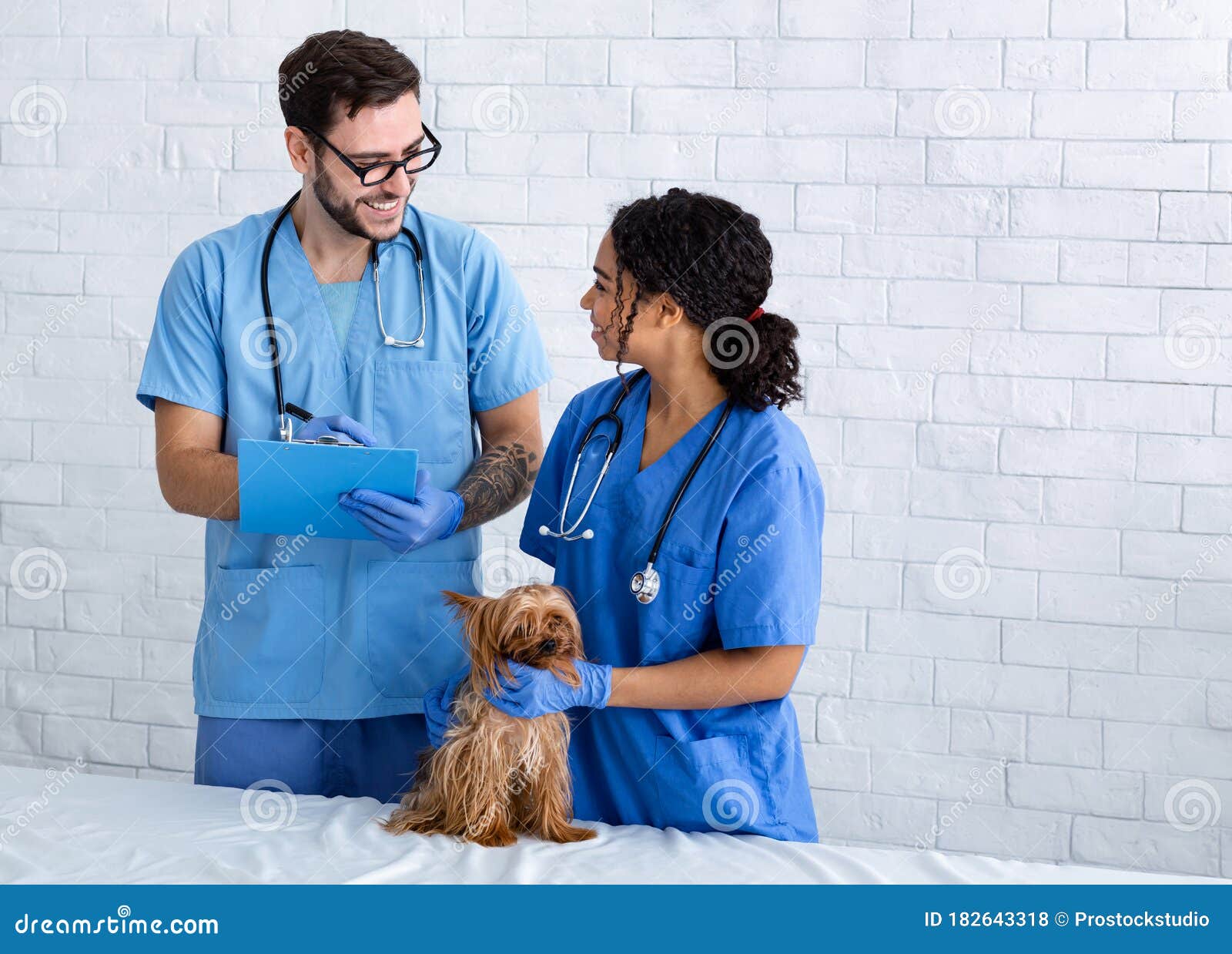 Veterinary Practice Team with Funny Little Patient in Clinic, Empty ...