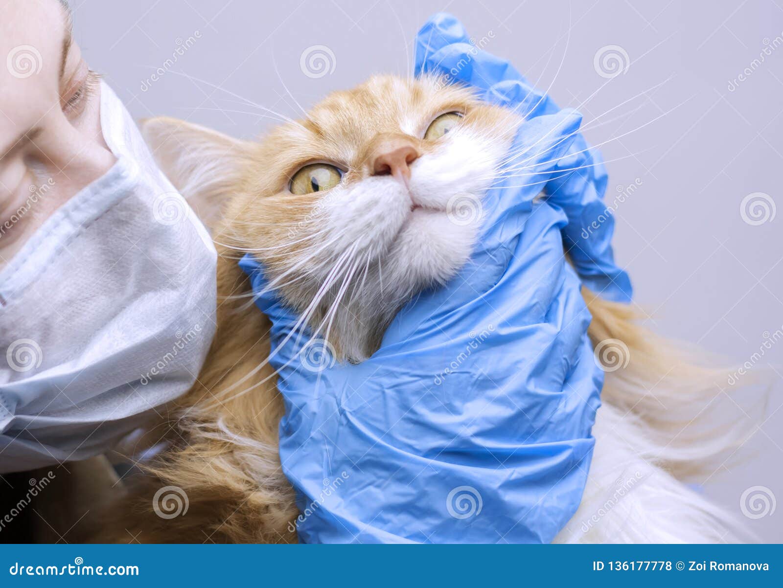 Veterinary Science Topic: Vet Examines a Cat. Stock Photo - Image of ...